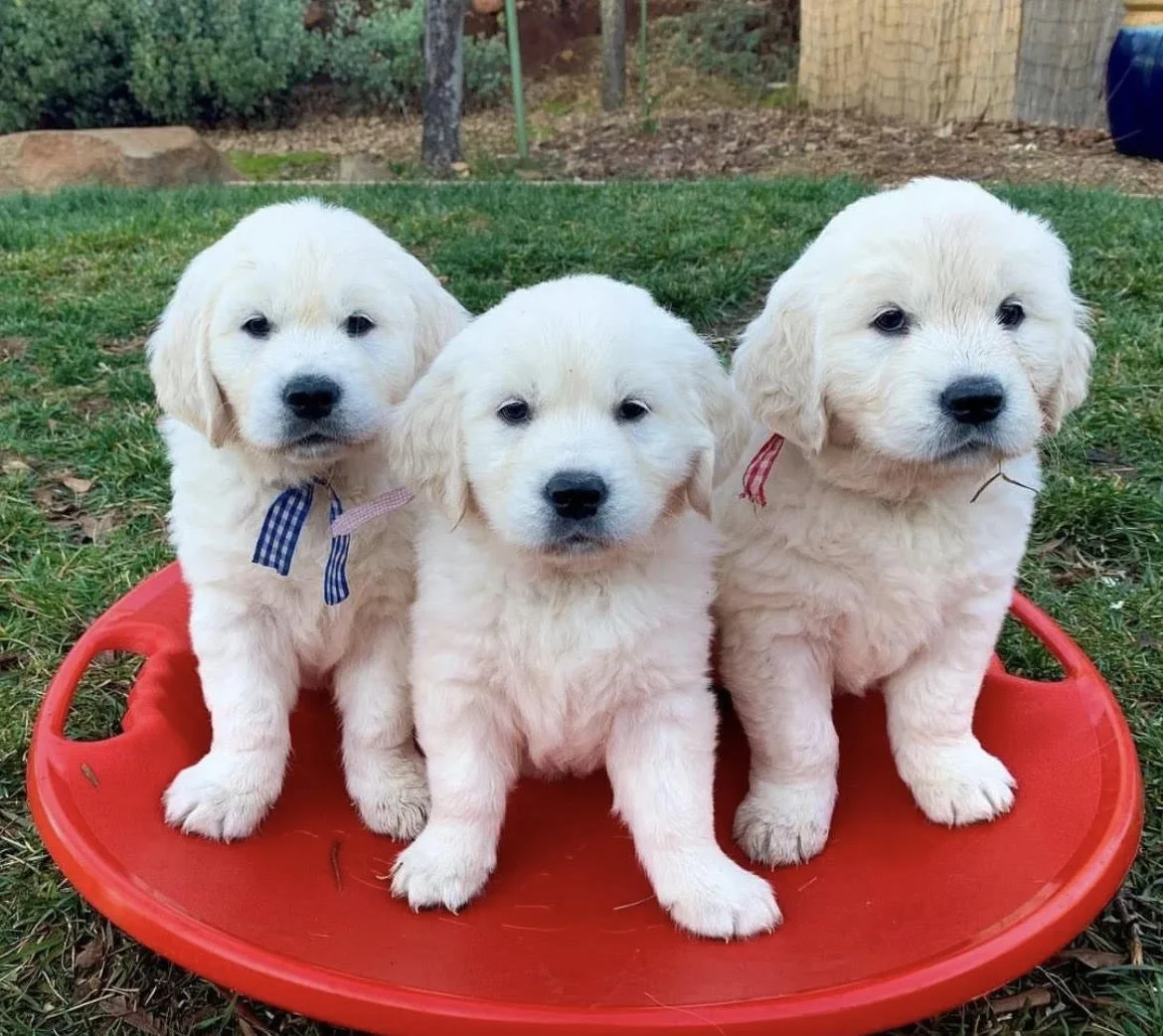 General 4 — Cub River Retrievers