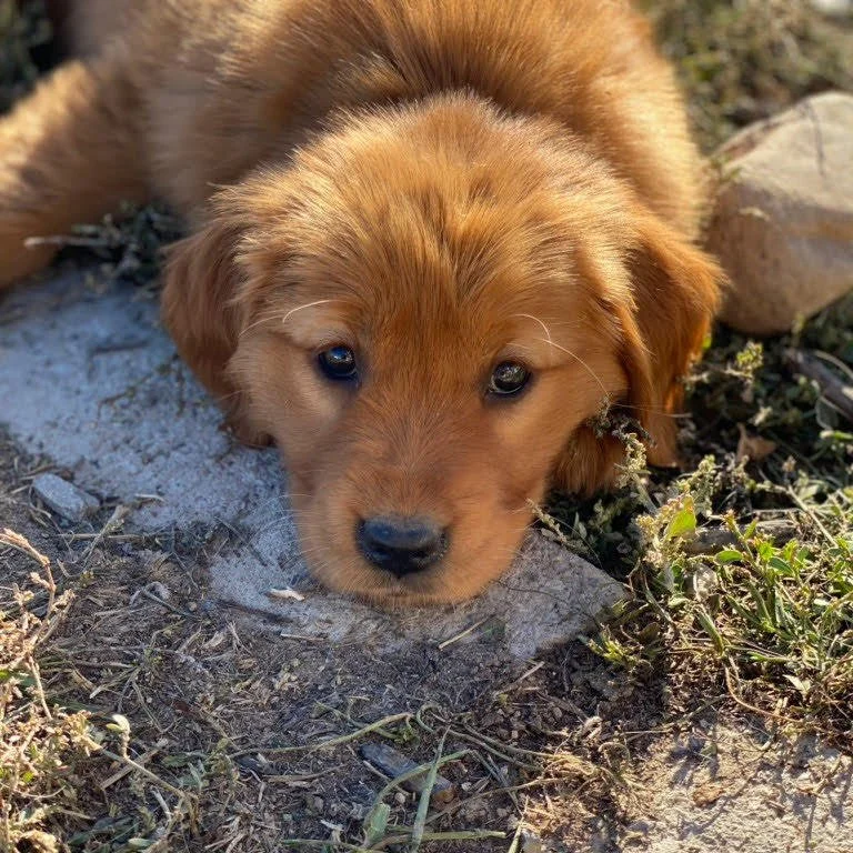 General 4 — Cub River Retrievers