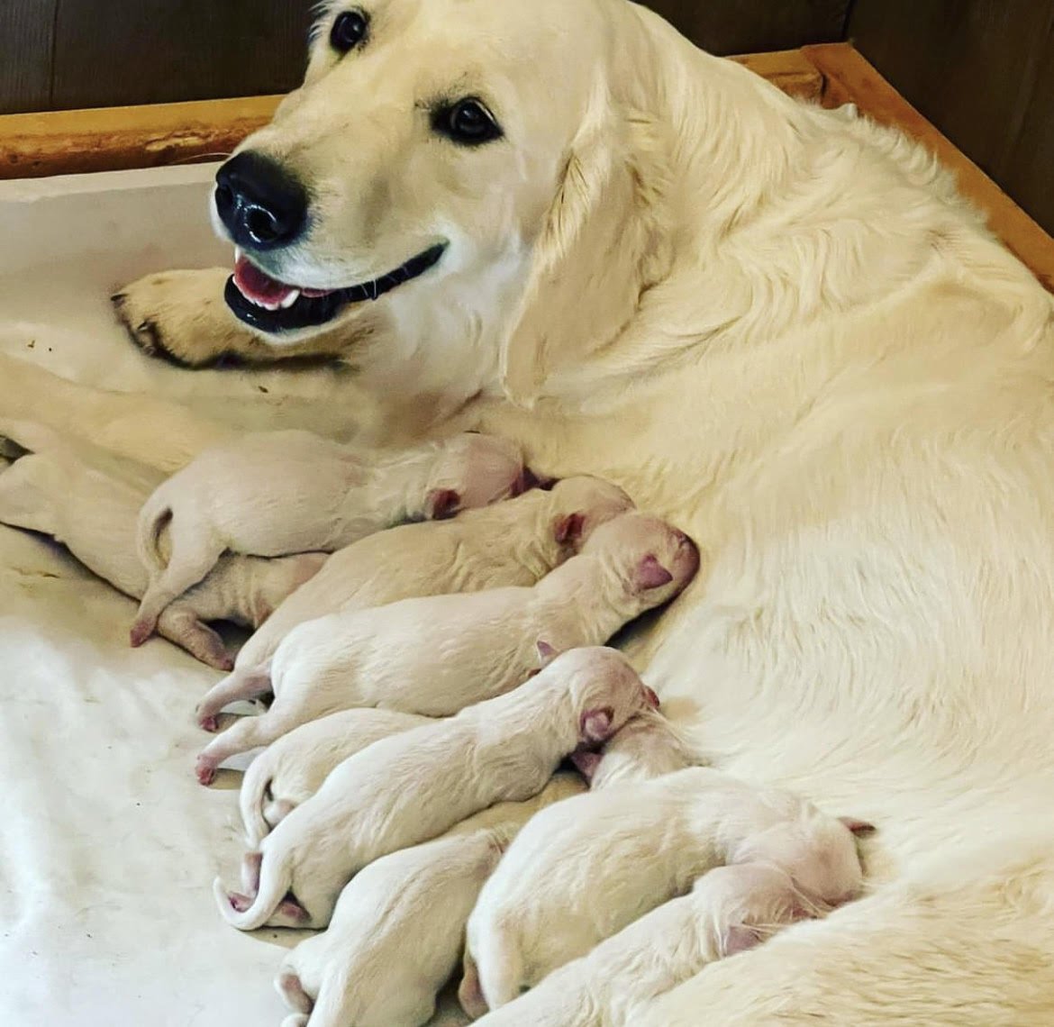 General 4 — Cub River Retrievers