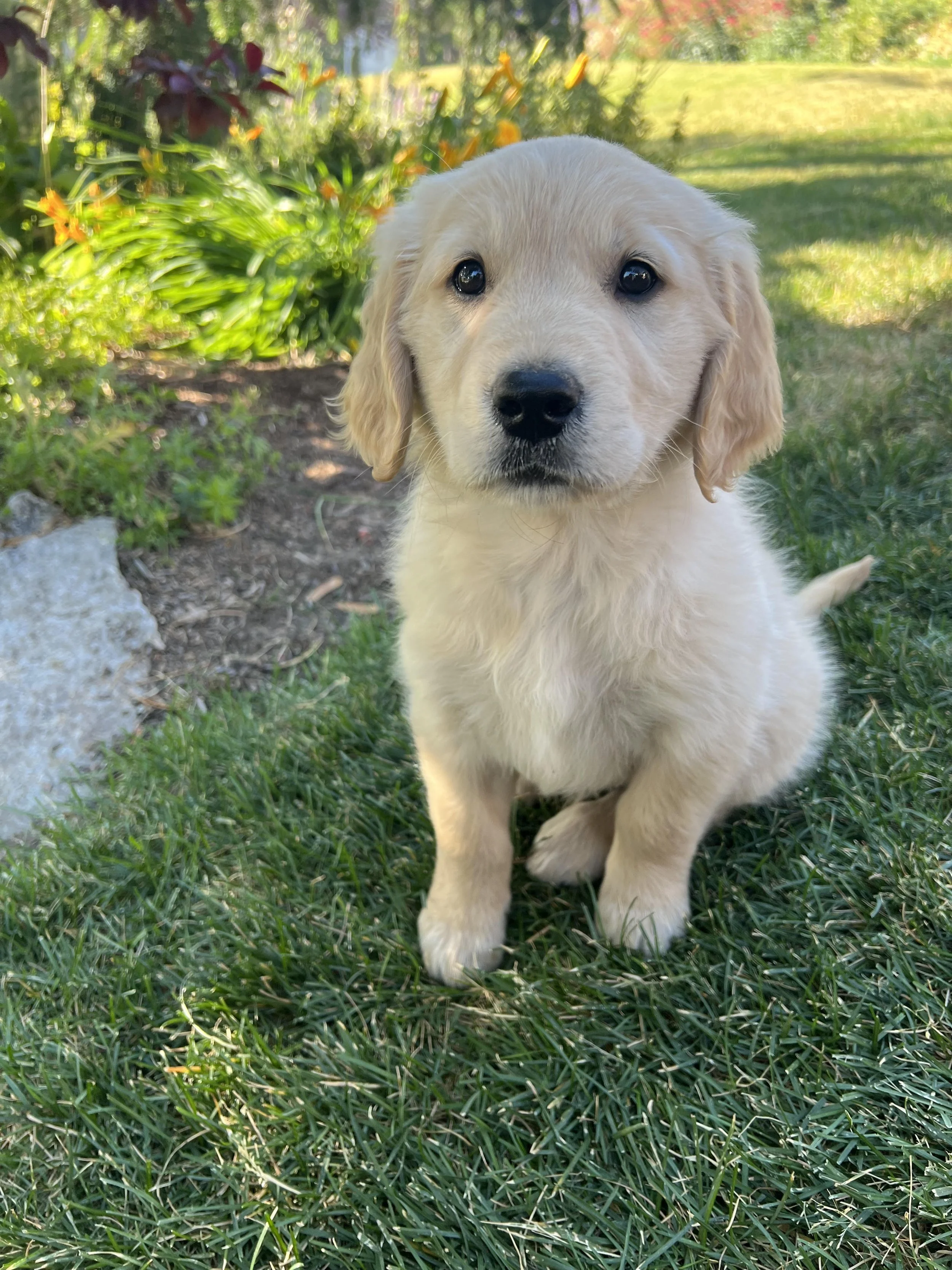 General 4 — Cub River Retrievers