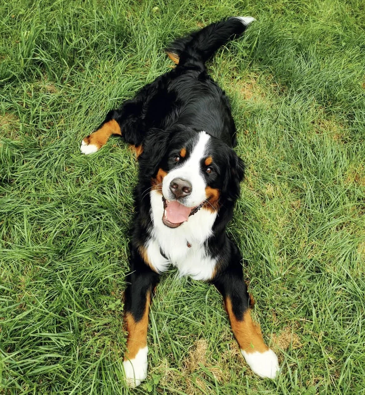 Cub River Retrievers