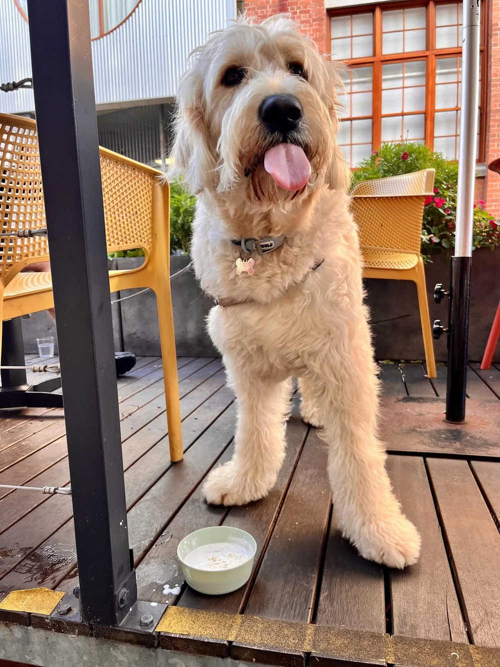 Perth Groodle Family Breeders — Perth Groodles