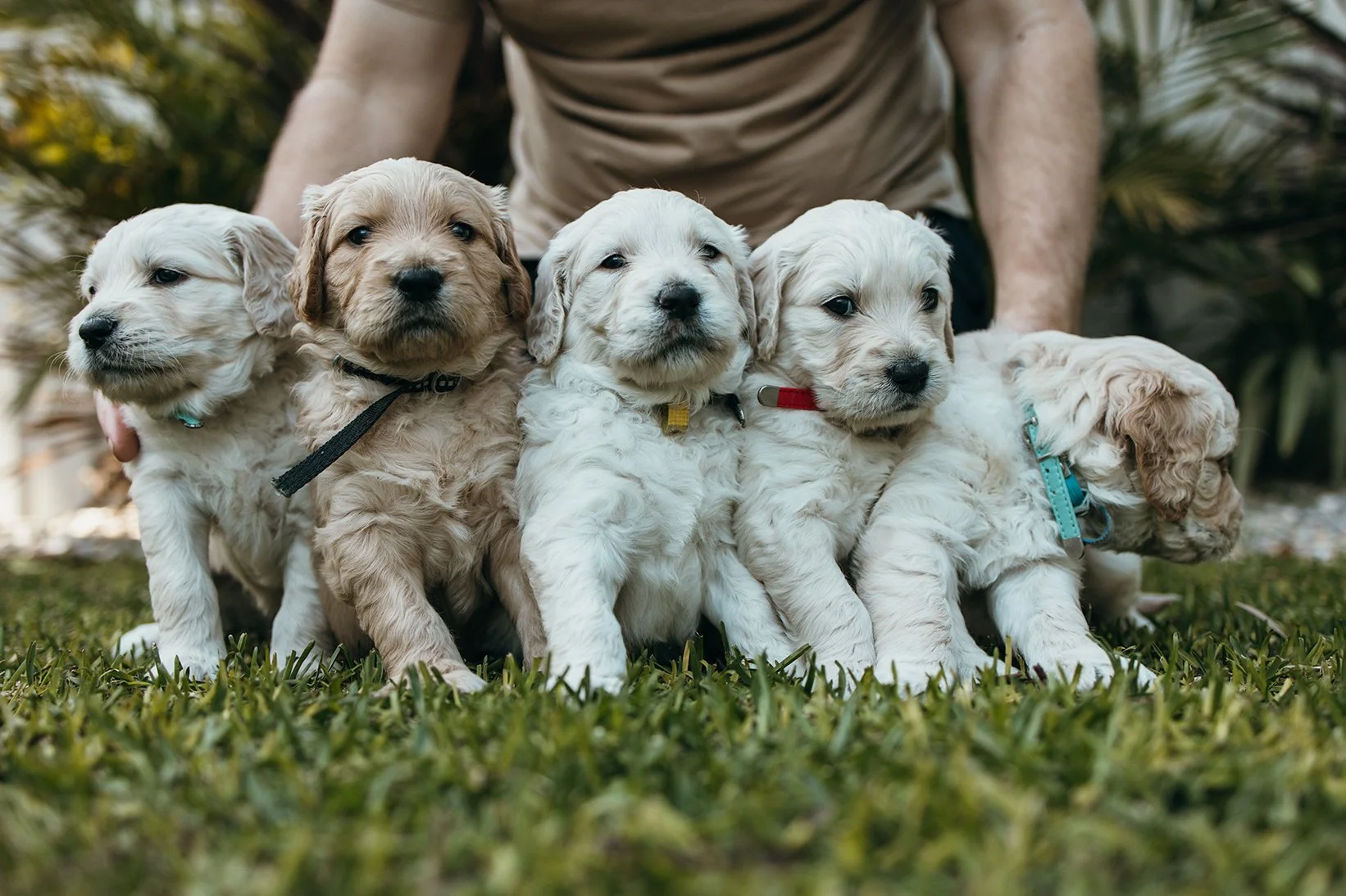 Perth Groodle Breeder Apply for a Puppy — Perth Groodles