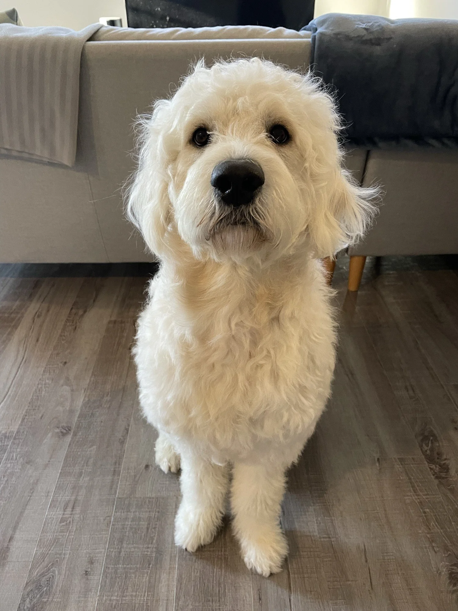 Perth Groodle Family Breeders — Perth Groodles