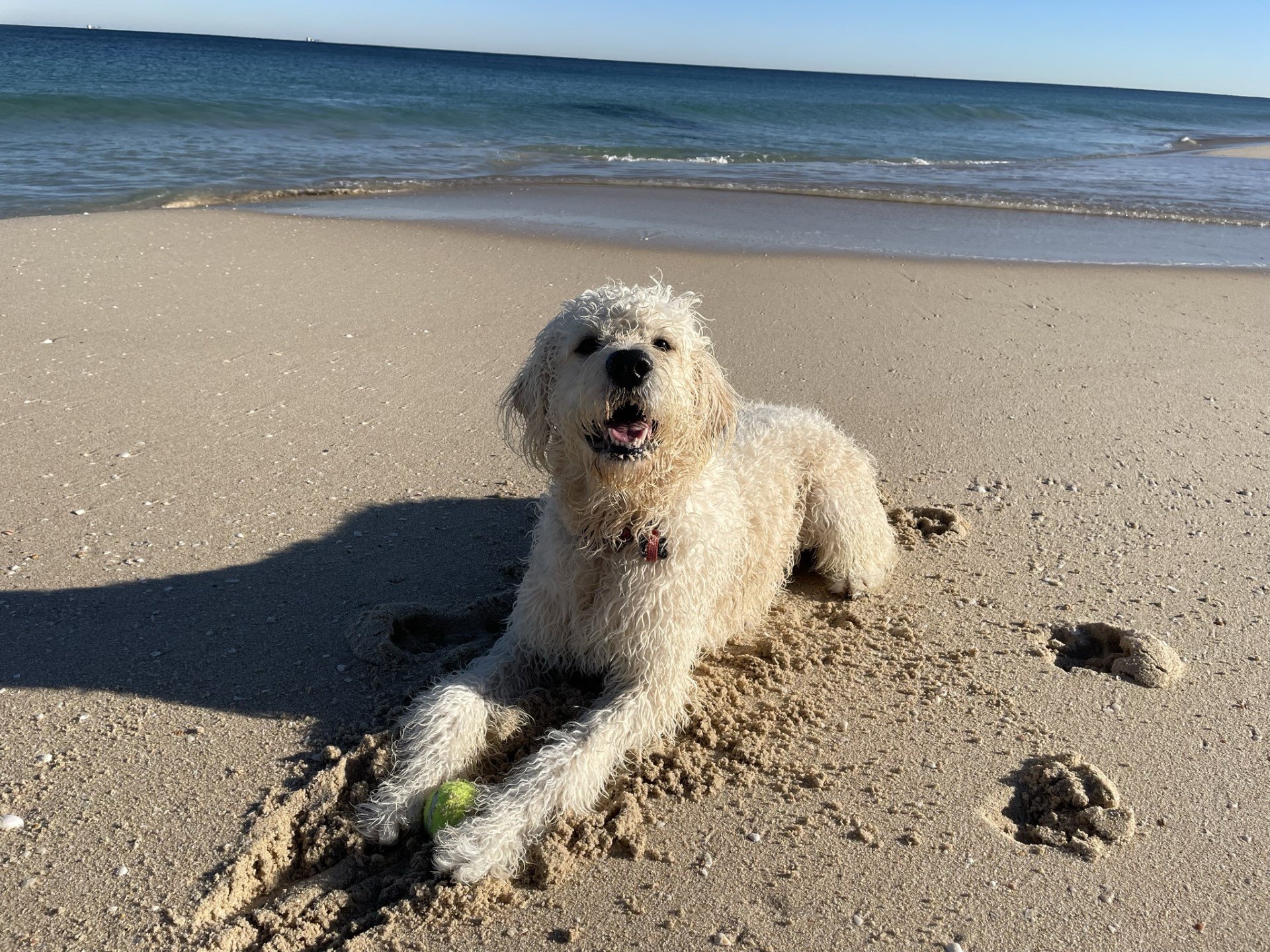 Perth Groodle Family Breeders — Perth Groodles