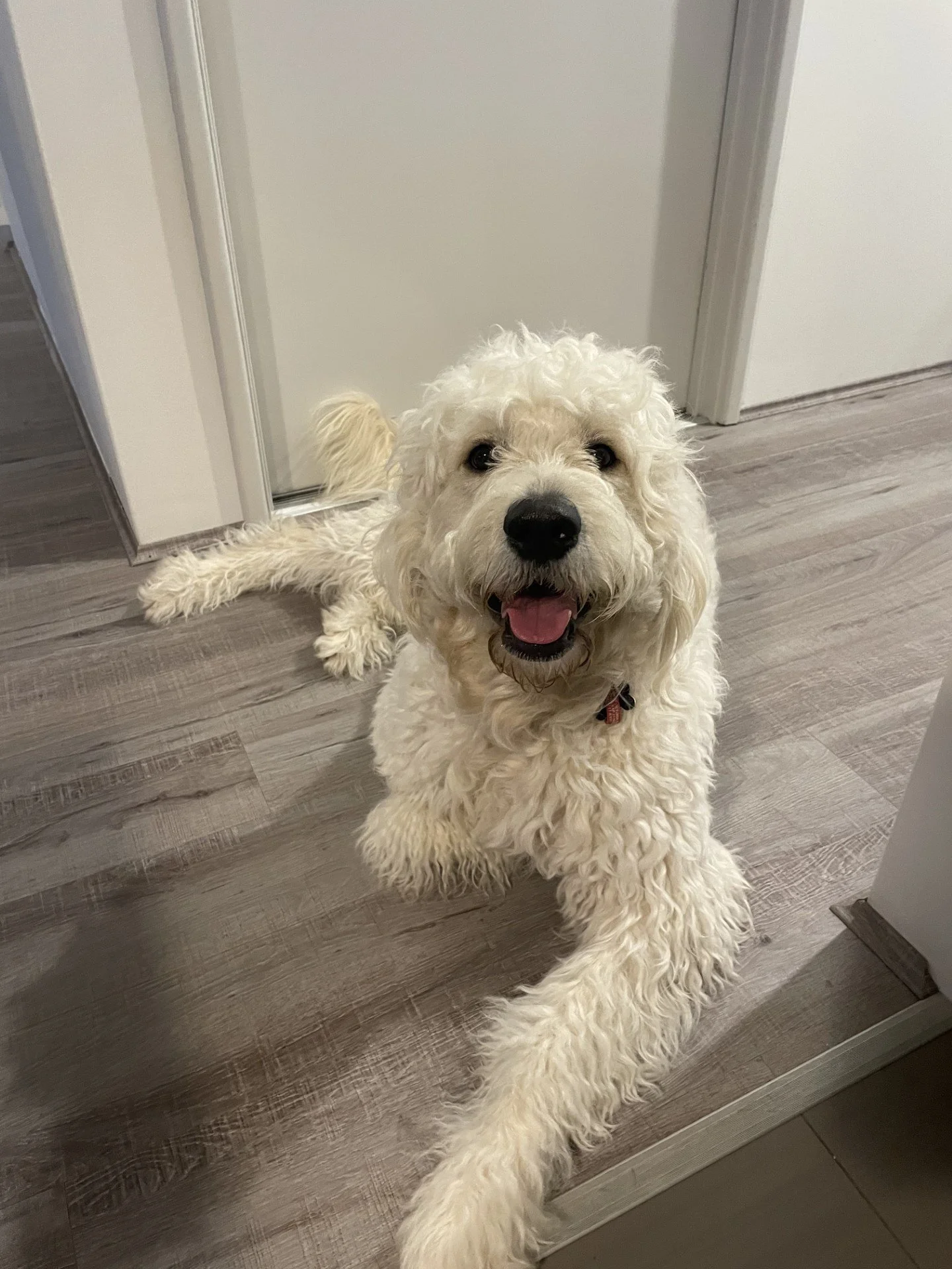 Perth Groodle Family Breeders — Perth Groodles