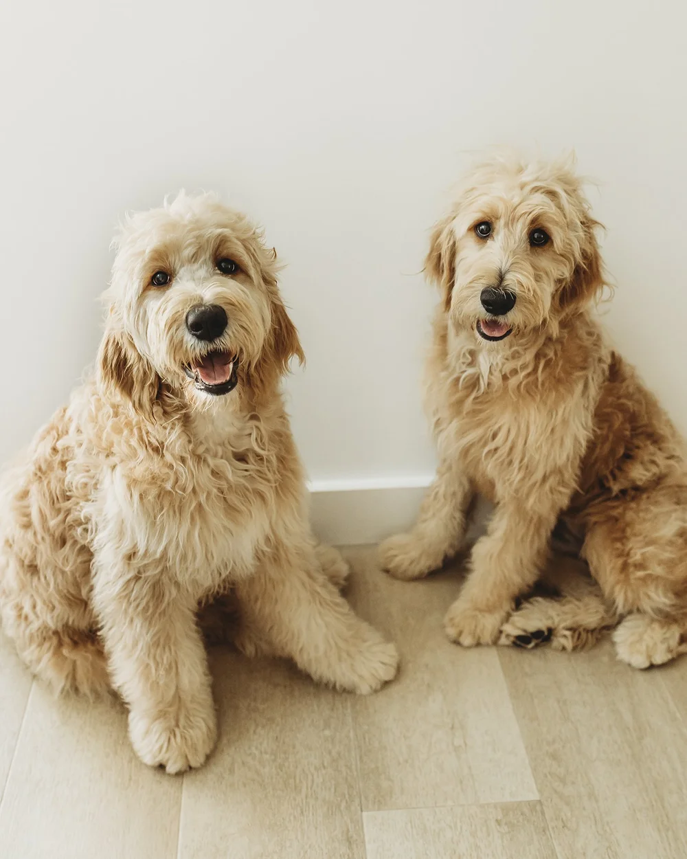 Perth Groodle Family Breeder About Us — Perth Groodles
