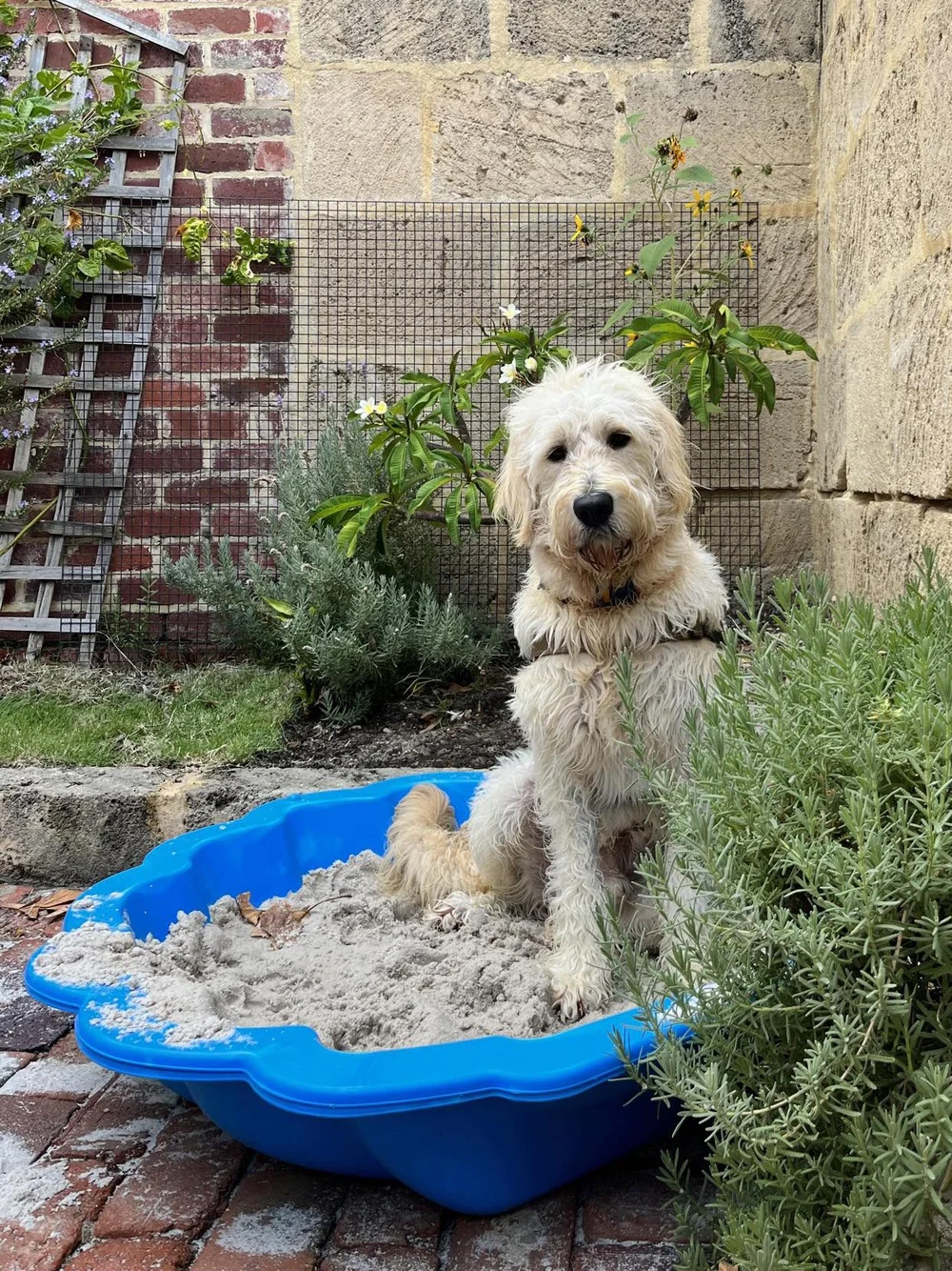 Perth Groodle Family Breeders — Perth Groodles