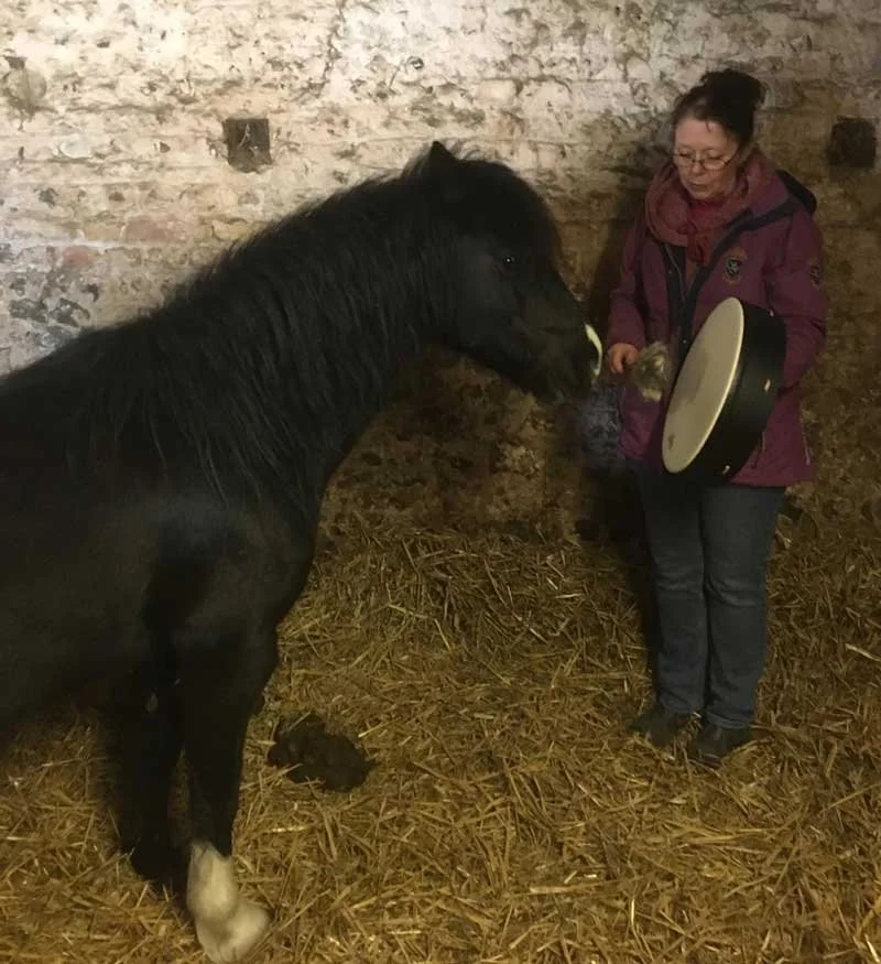 Meet the herd — Horses Voice