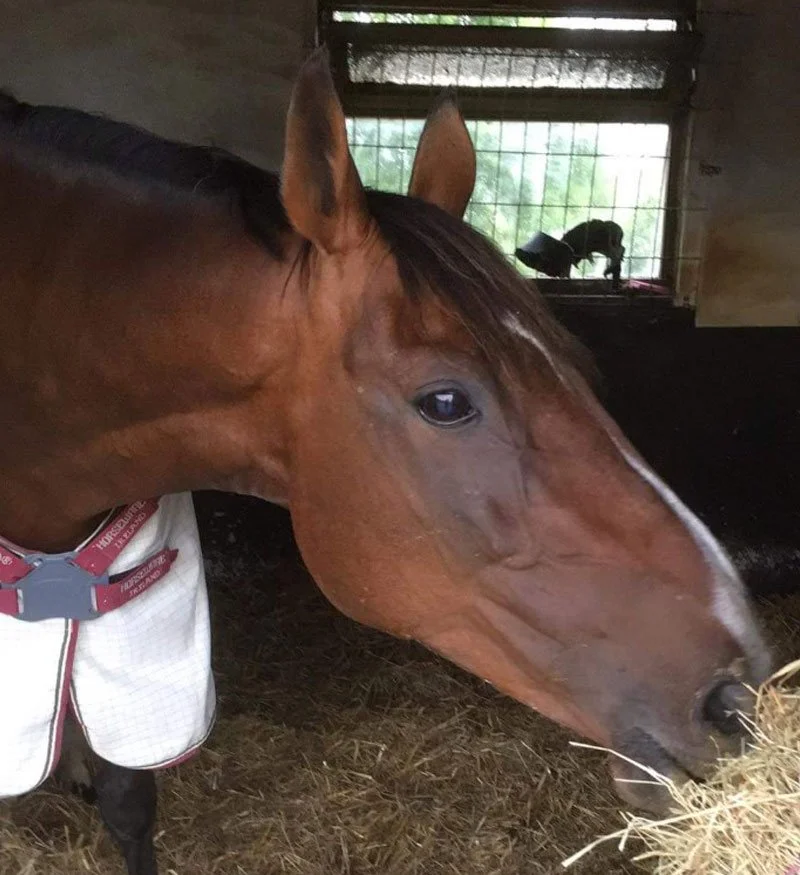 Meet the herd — Horses Voice