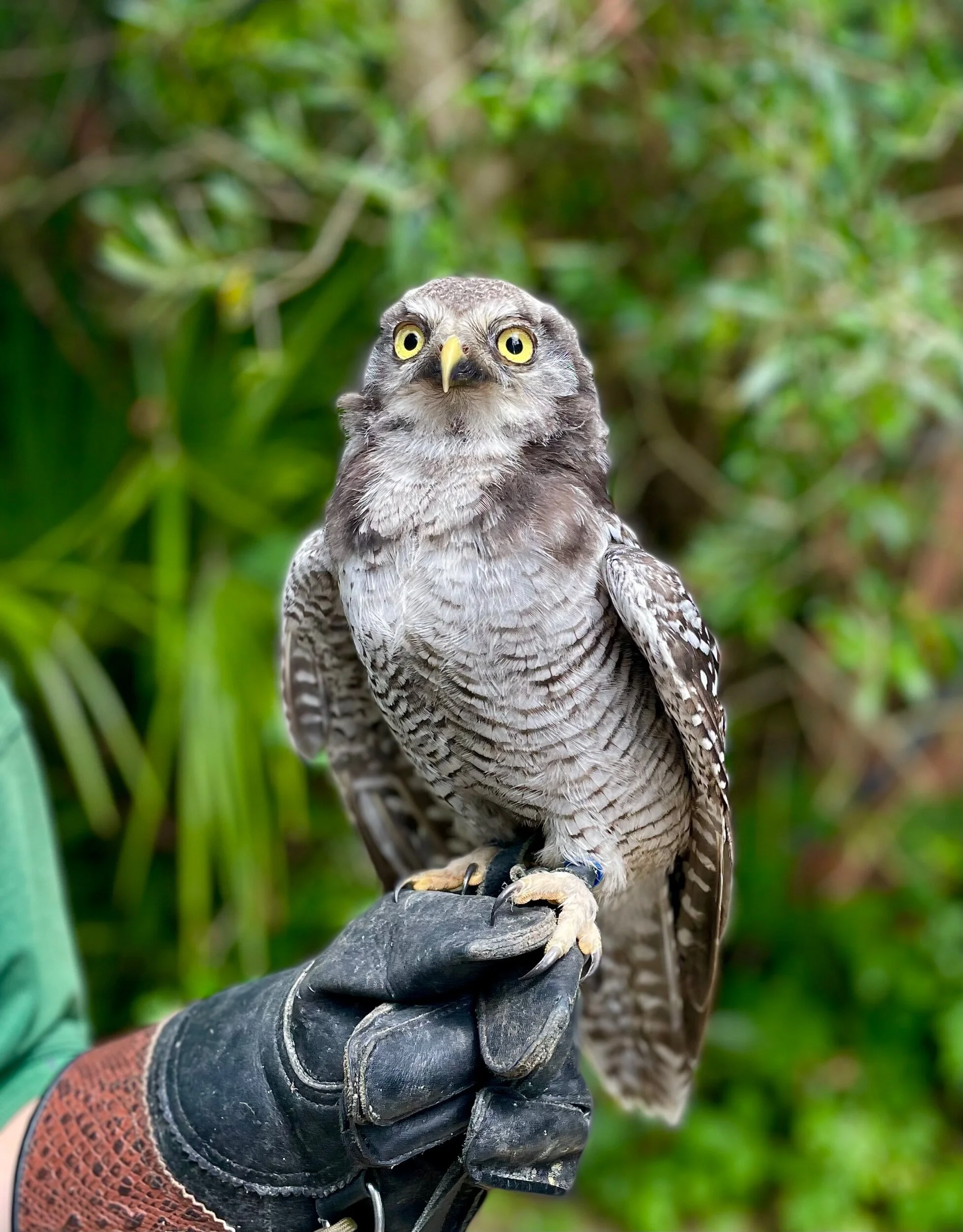 Shop — Huxley's Birds of Prey Centre and Garden - Shop