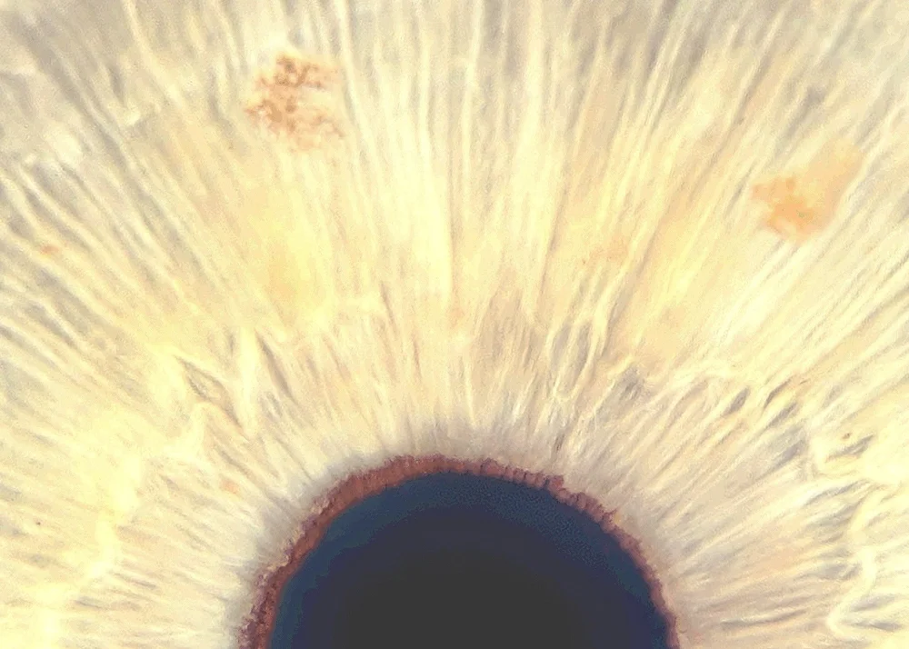 Shafer Vision Institute