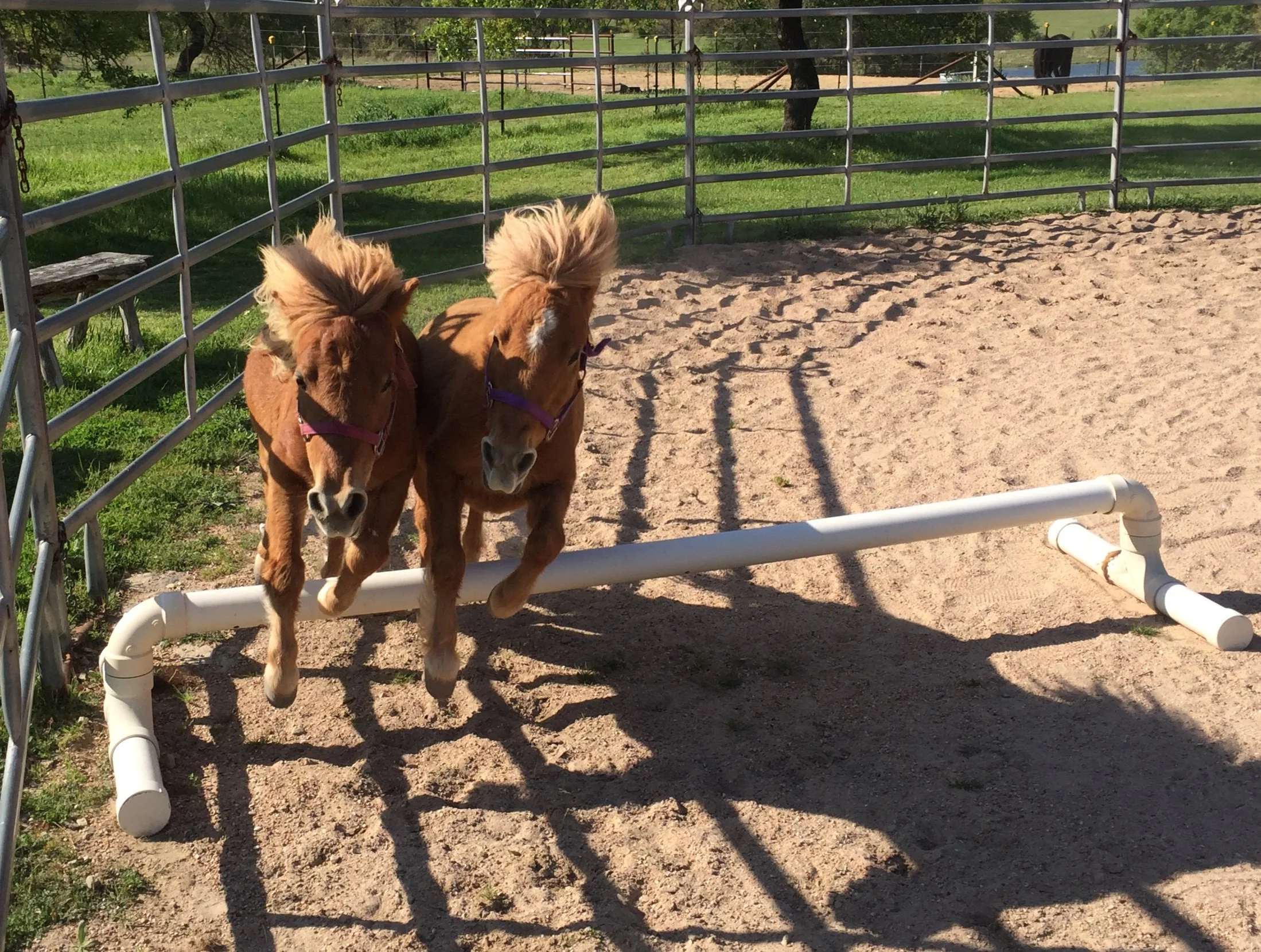 Little Buckaroo Ranch
