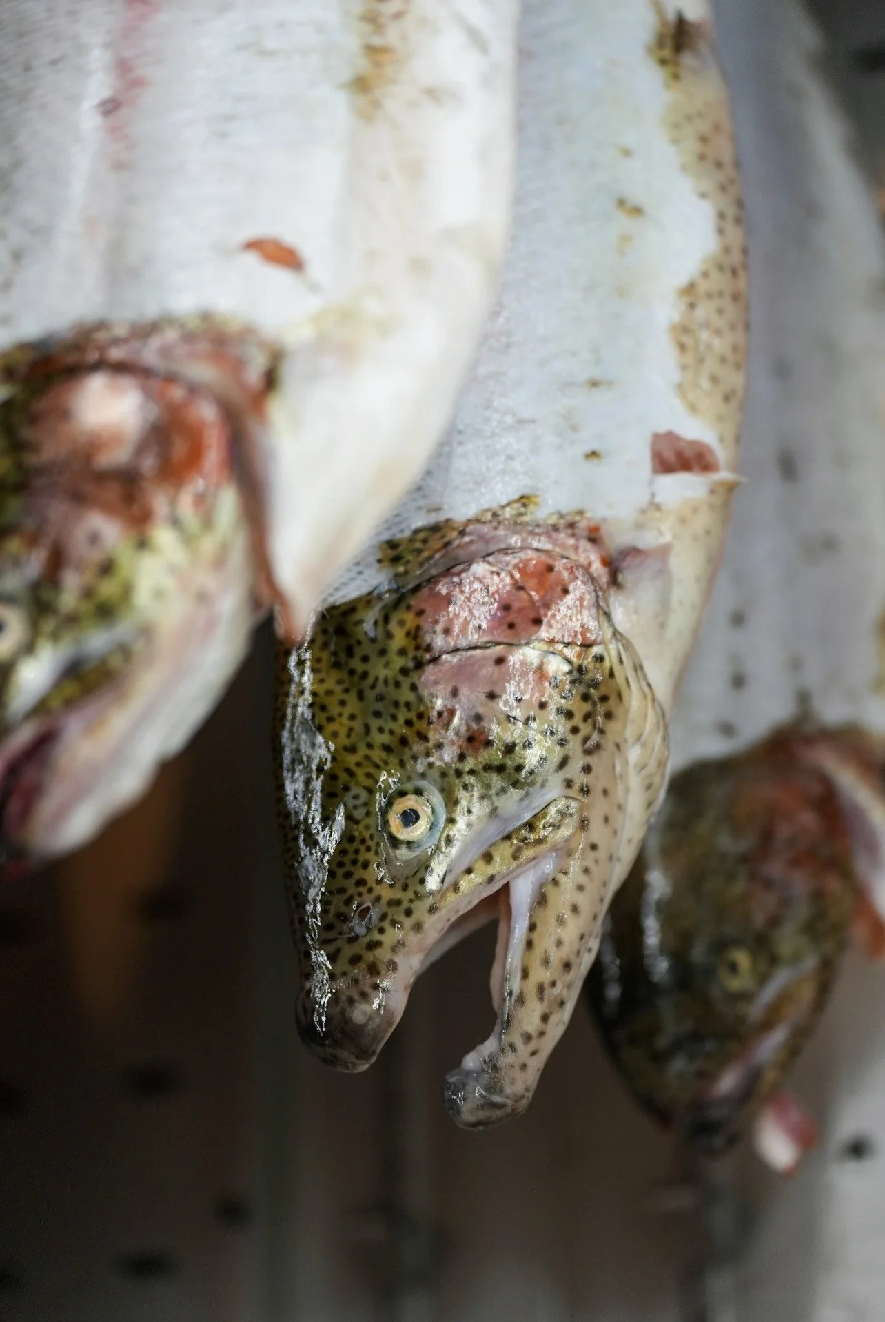 Fresh is just the beginning...