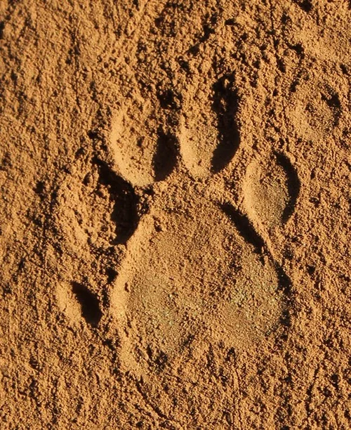 GAIT VIDEOS — EARTH SKILLS