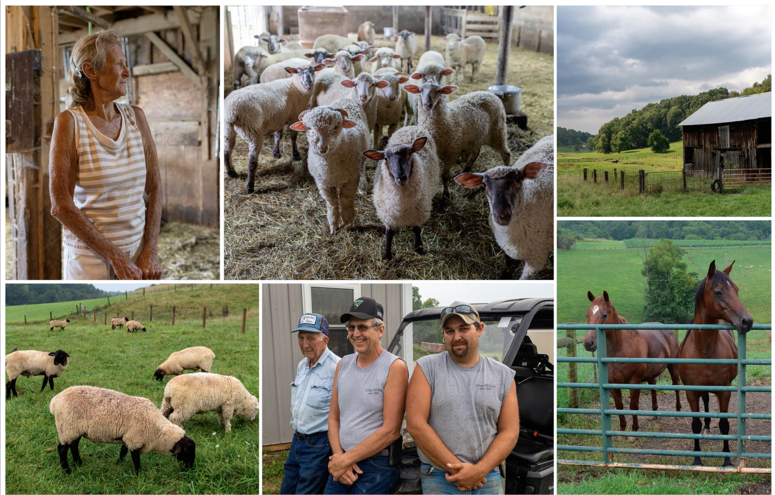 Collections — Into The Wool