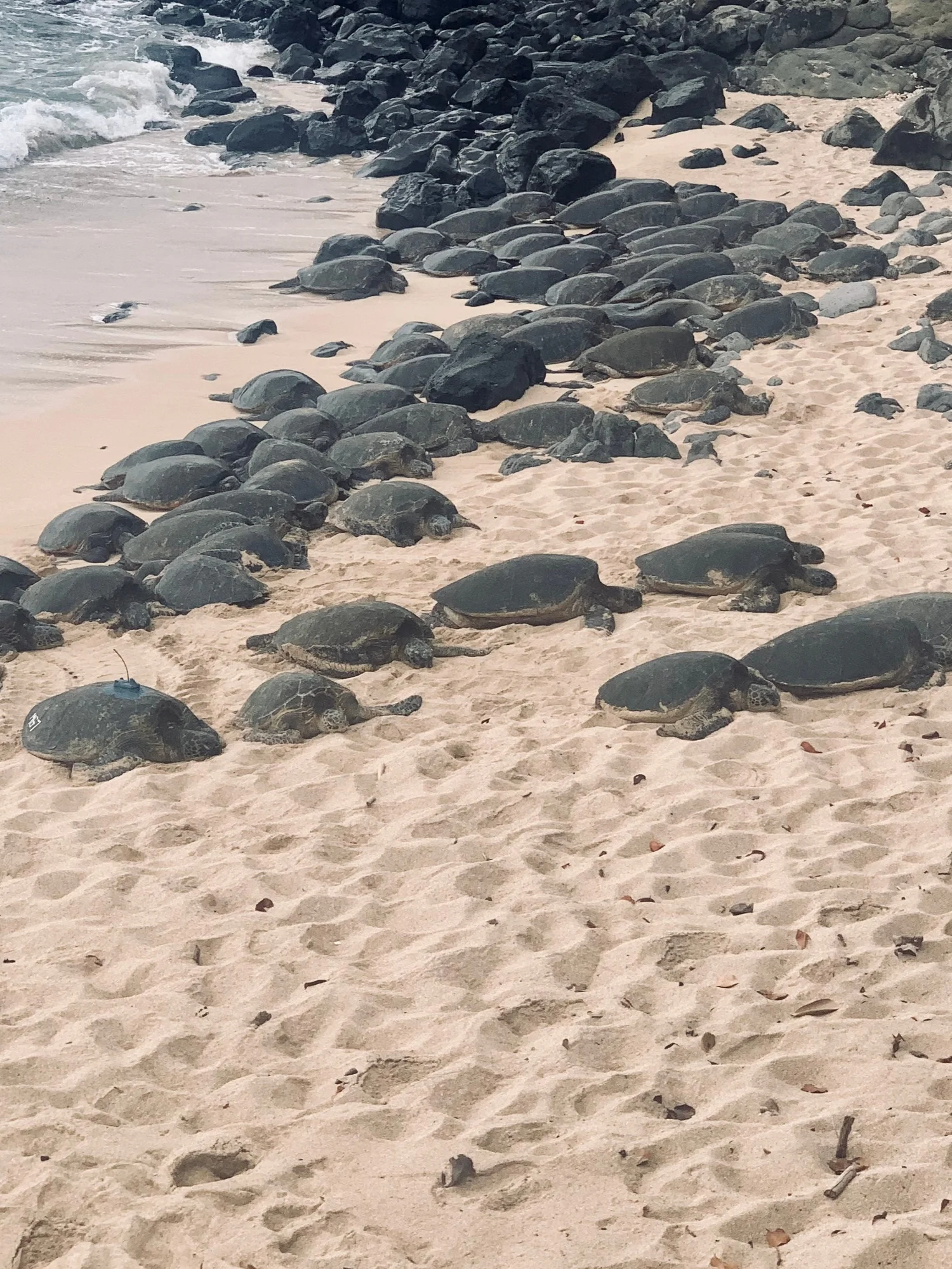Best Places to See Turtles on the Beach in Maui — Adventurous Family ...