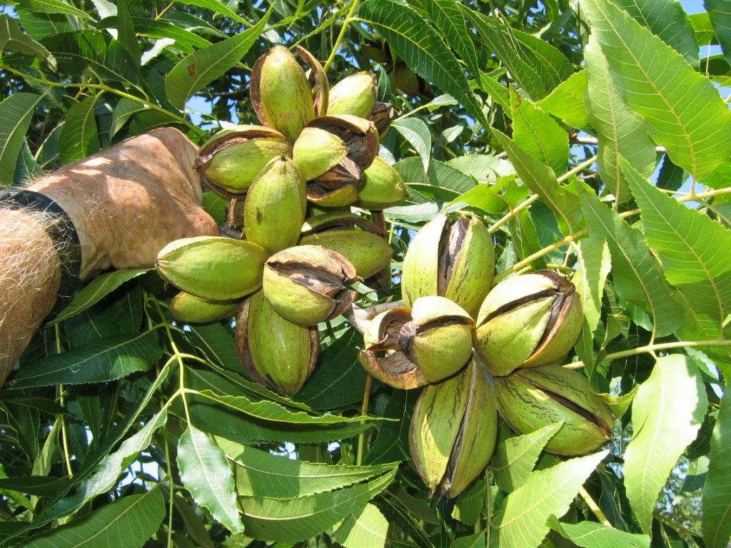 Lakeview Pecans