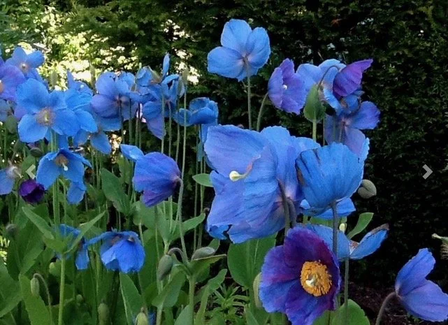 Friends Of The Cruickshank Botanic Garden Aberdeen