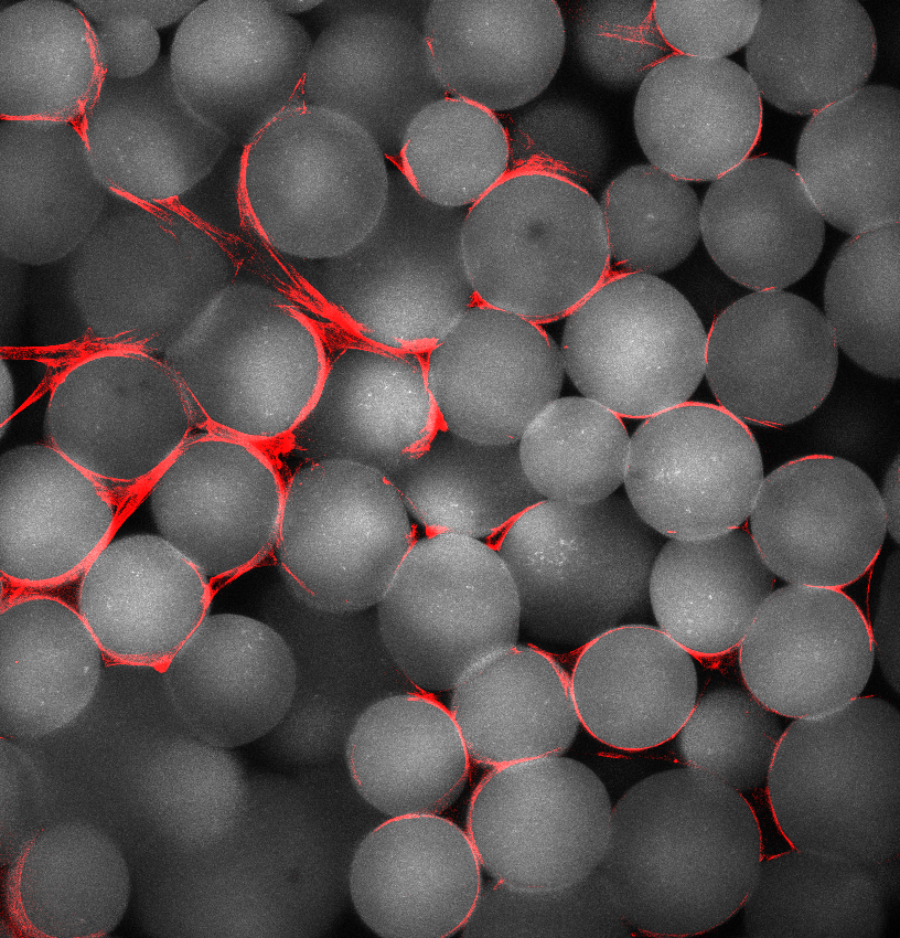 Myo-Micro-Materials Lab