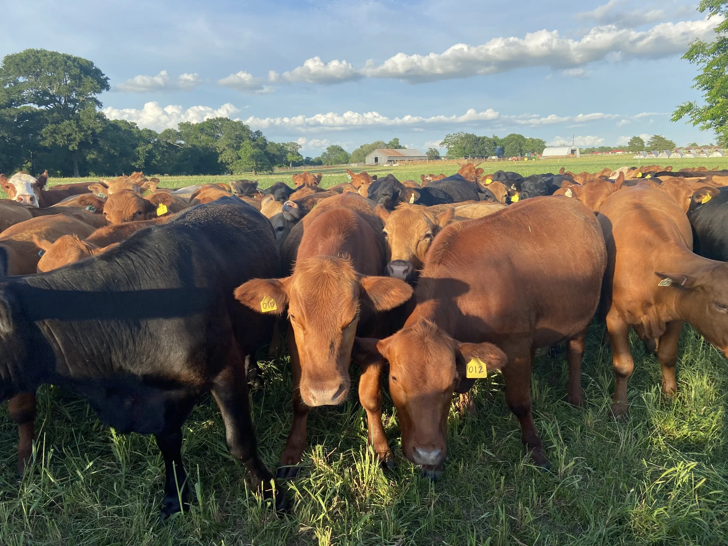 Local Pastures