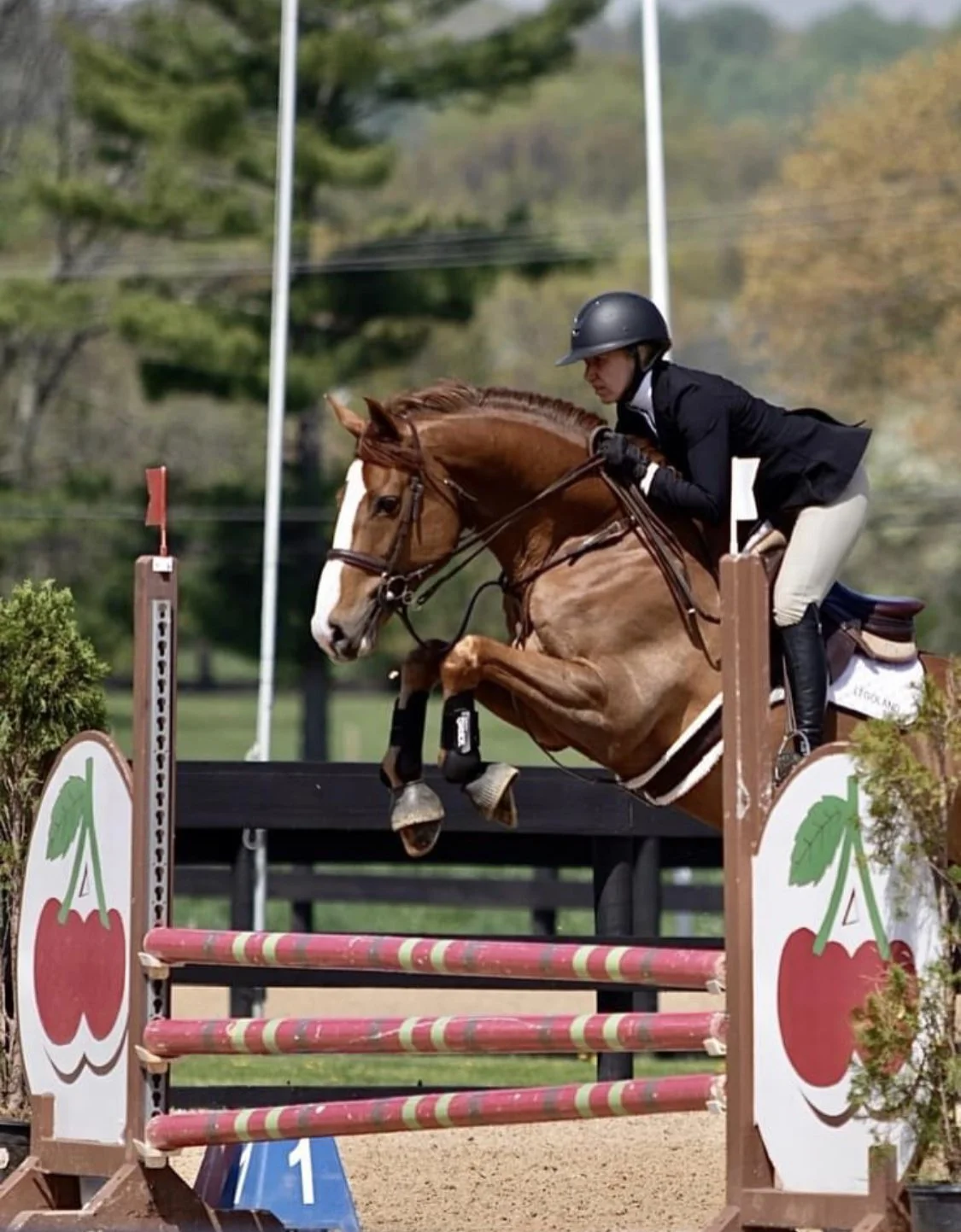 Sale Horses — Lotus Show Stables