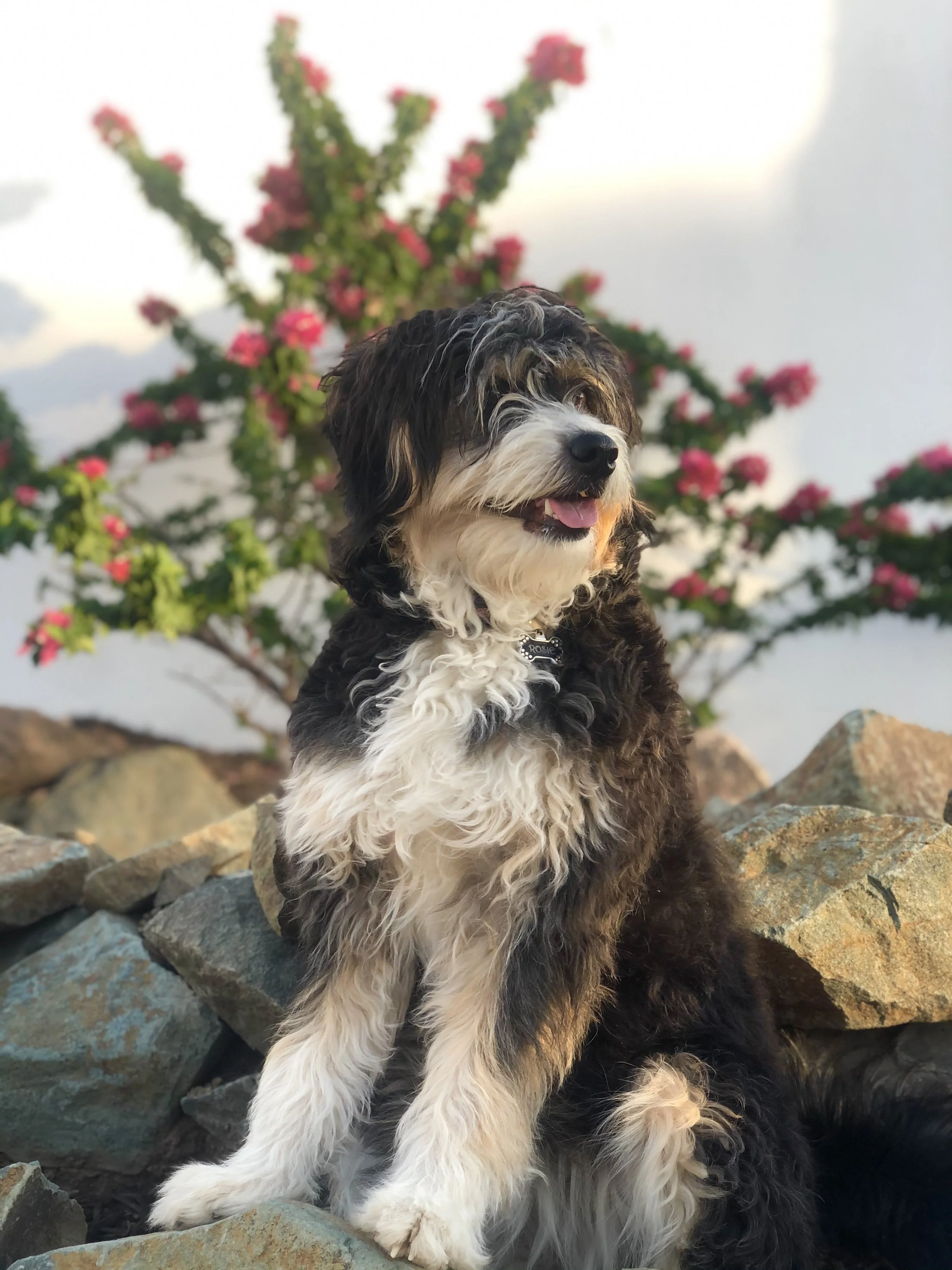 About | Find Your Perfect Companion Today — AZ Bernedoodles