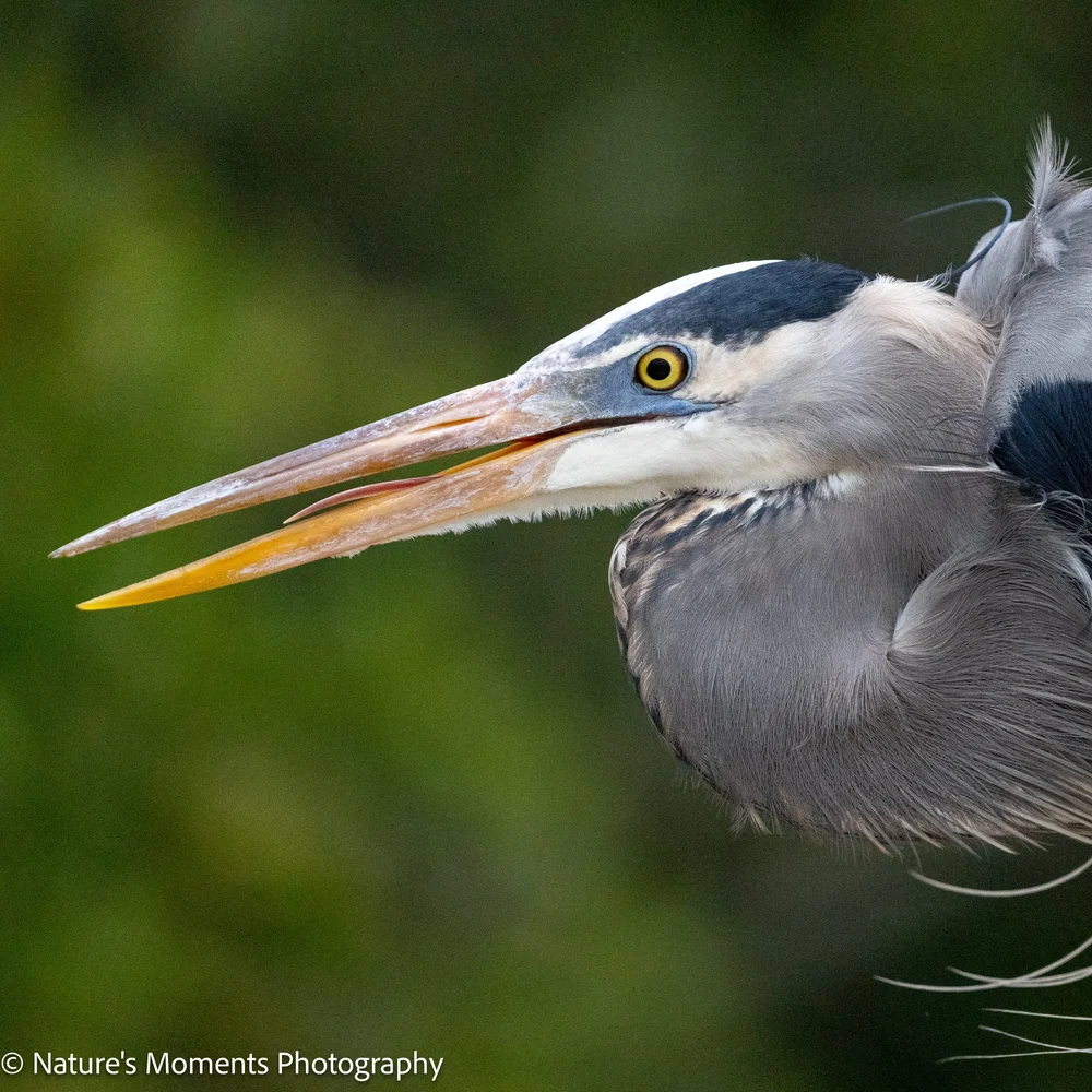Birds — Nature's Moments Photography