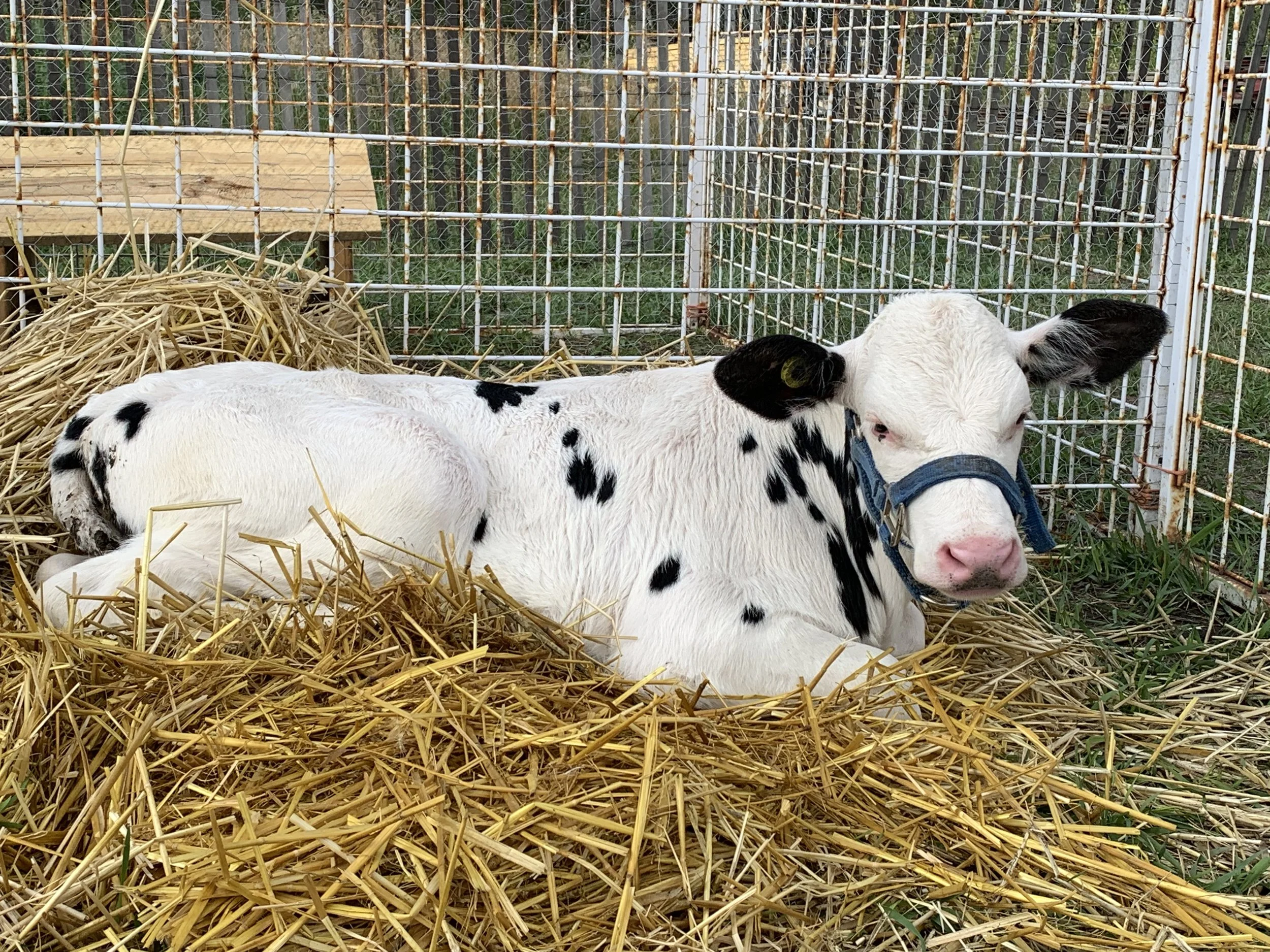 What to do at Wander's Tiny Farm — Wander's Tiny Farm