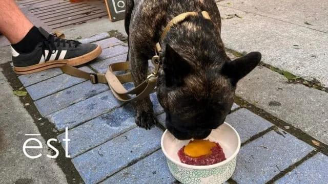 Toronto Dog Guide To Dog Friendly Toronto At Christmas Luxe
