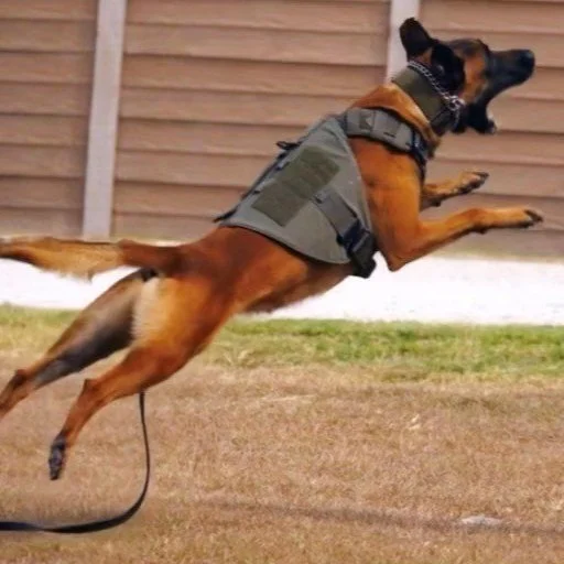 Careers — Hutto PD