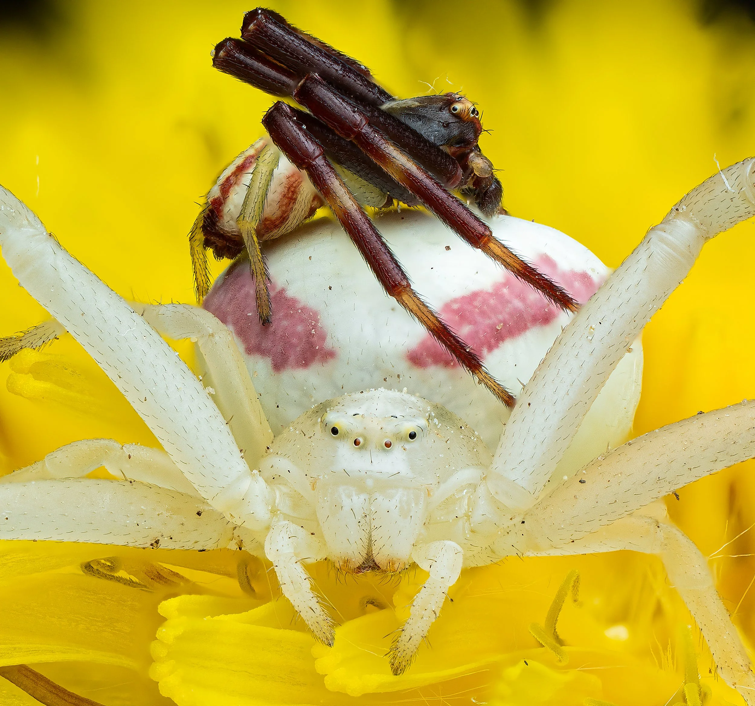 Into the Unknown with Dara OJO — The Dusty Unknown