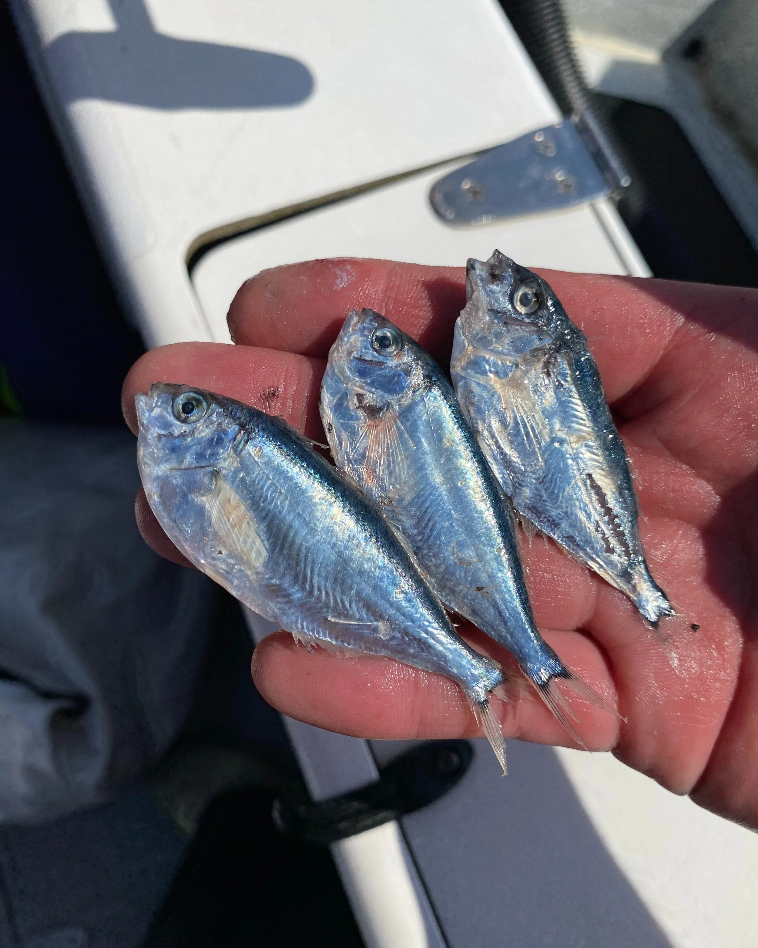 Tasmanian Fishing Report - October 2024 — Spot On Fishing Tackle Hobart
