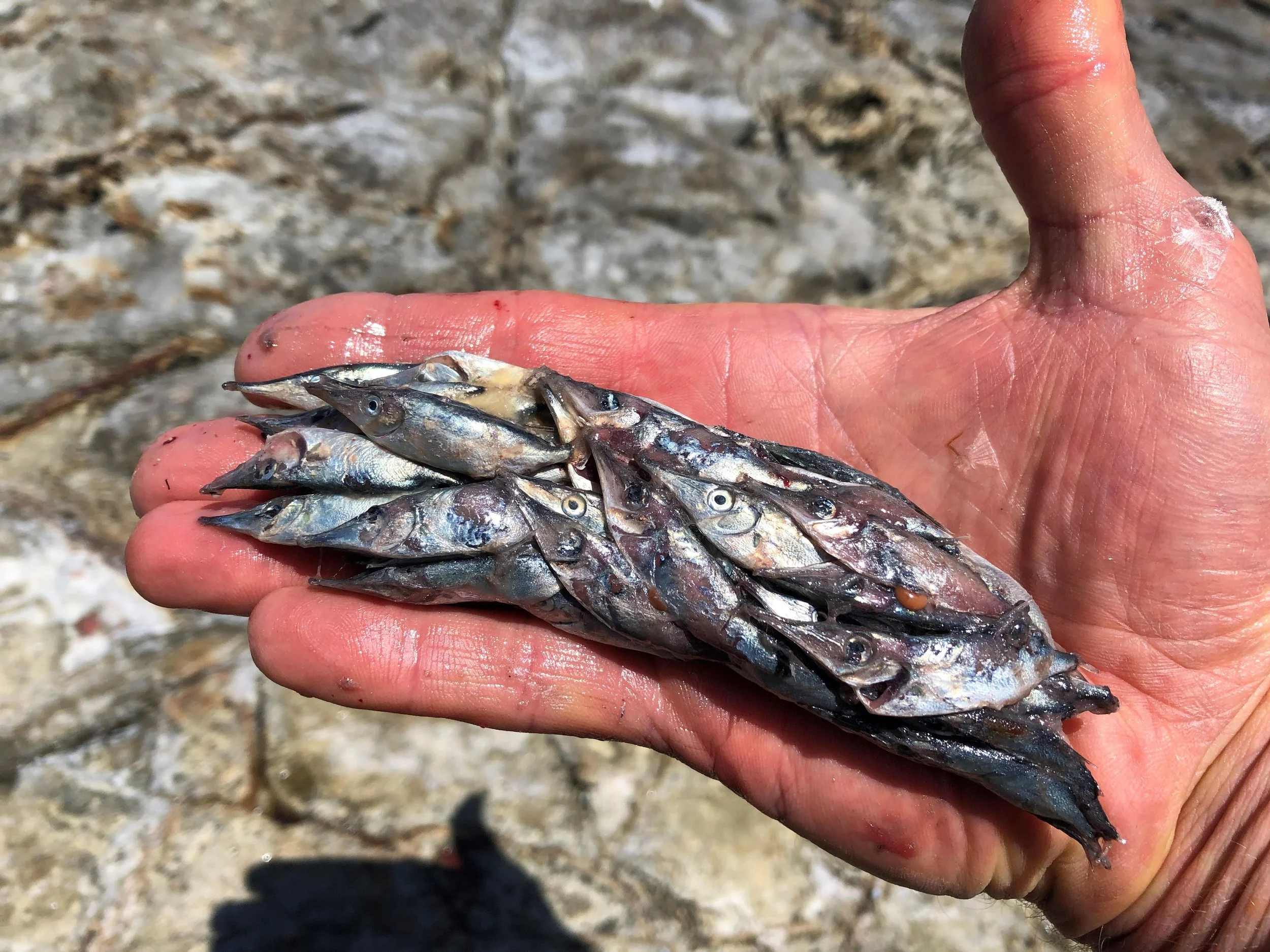 Tasmanian Fishing Report 08/12/23 — Spot On Fishing Tackle Hobart