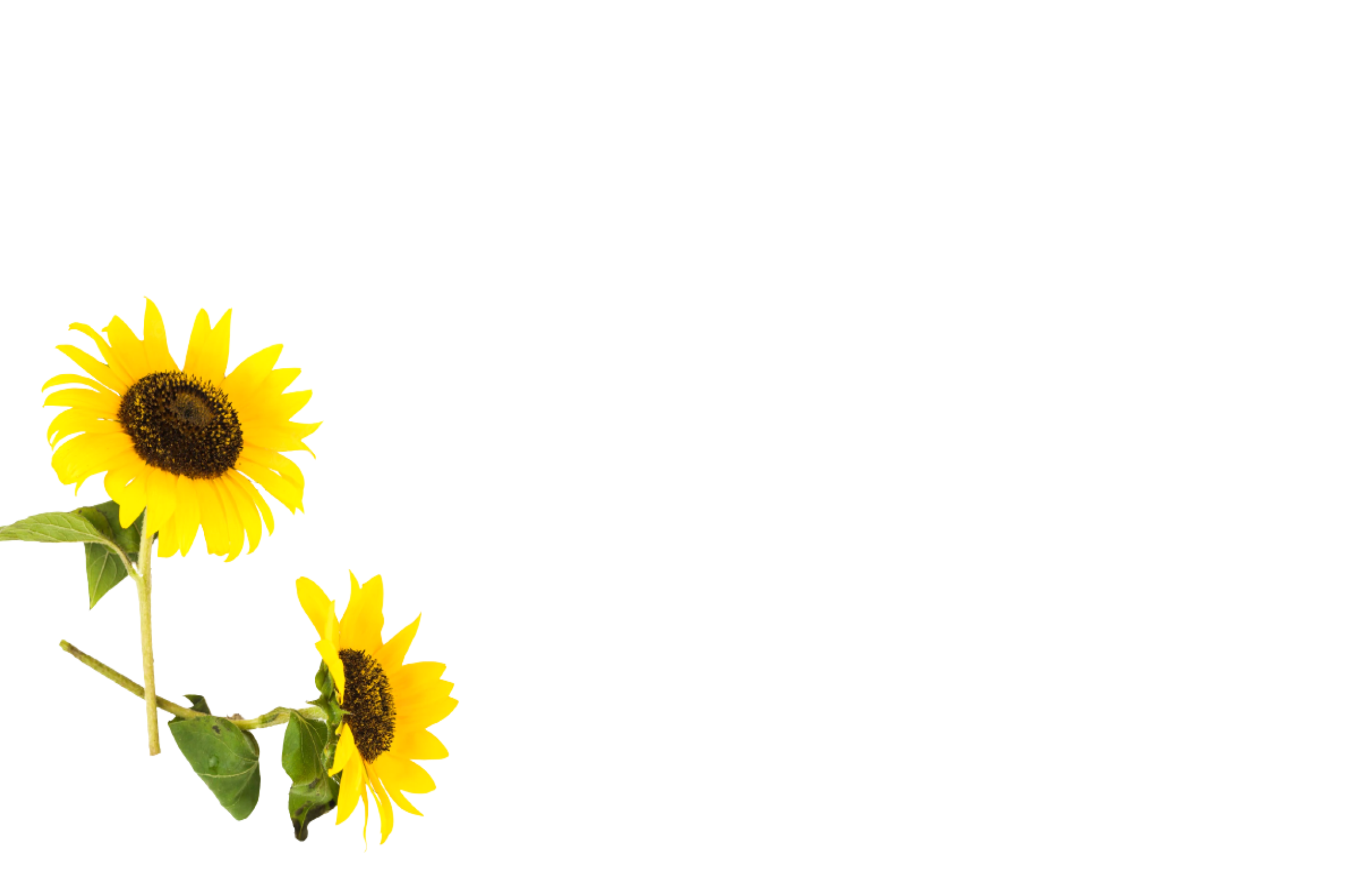 About Mrs. Campos-Nunez — Mrs. Campos-Nunez First Grade Class