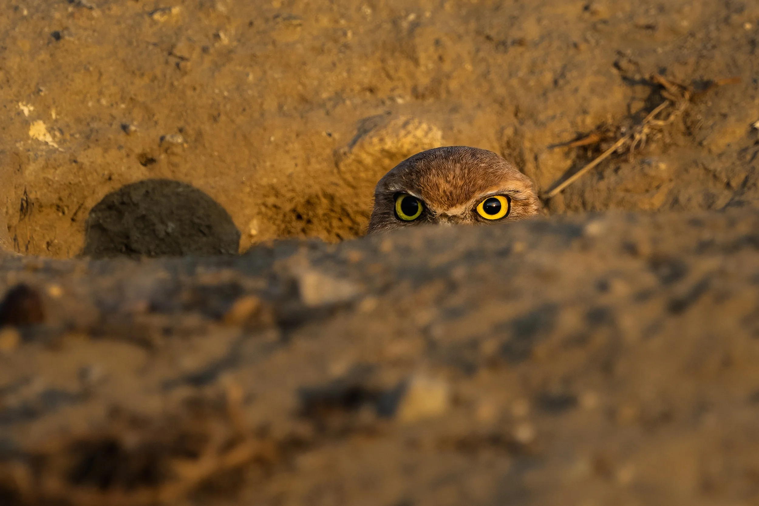 Neal Parekh Nature and Wildlife Photography