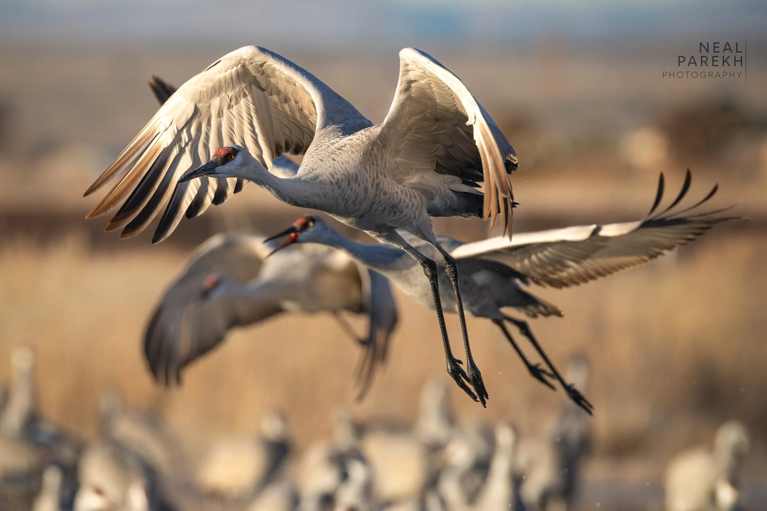 Sandhill Cranes and Snow Geese in New Mexico — Neal Parekh Nature and ...