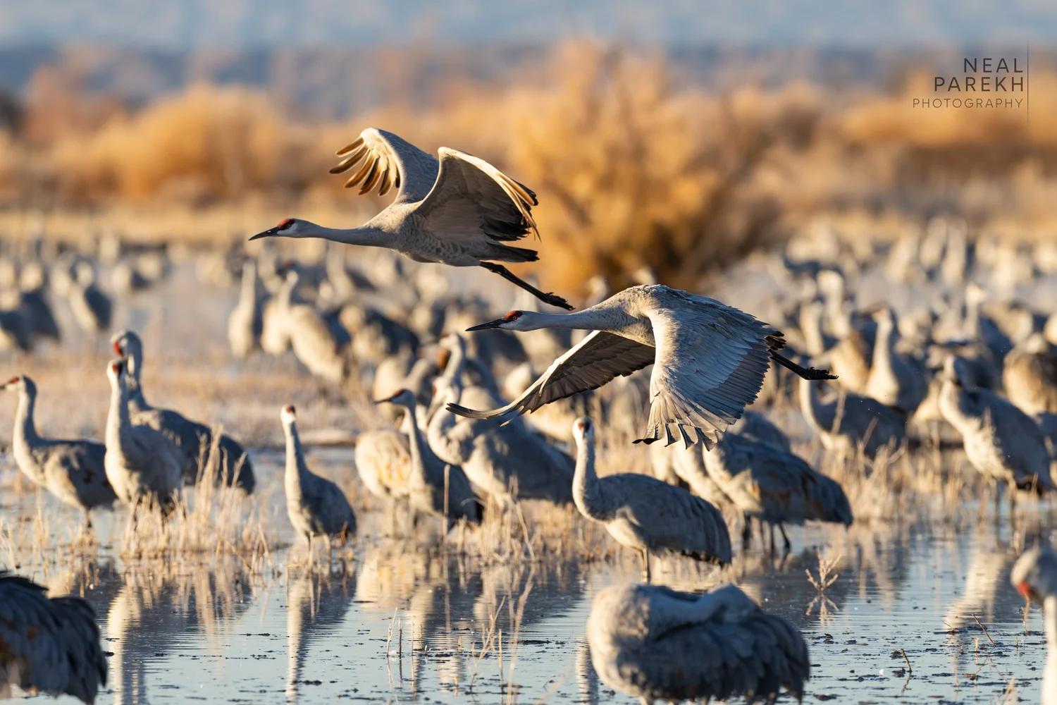 Sandhill Cranes and Snow Geese in New Mexico — Neal Parekh Nature and ...