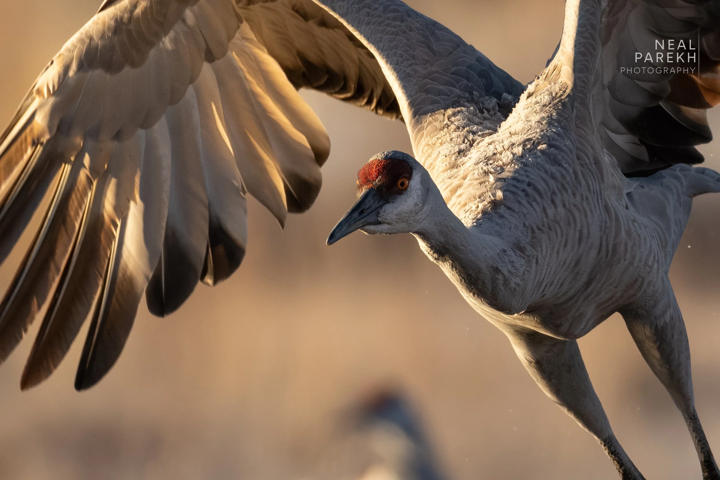 Sandhill Cranes and Snow Geese in New Mexico — Neal Parekh Nature and ...