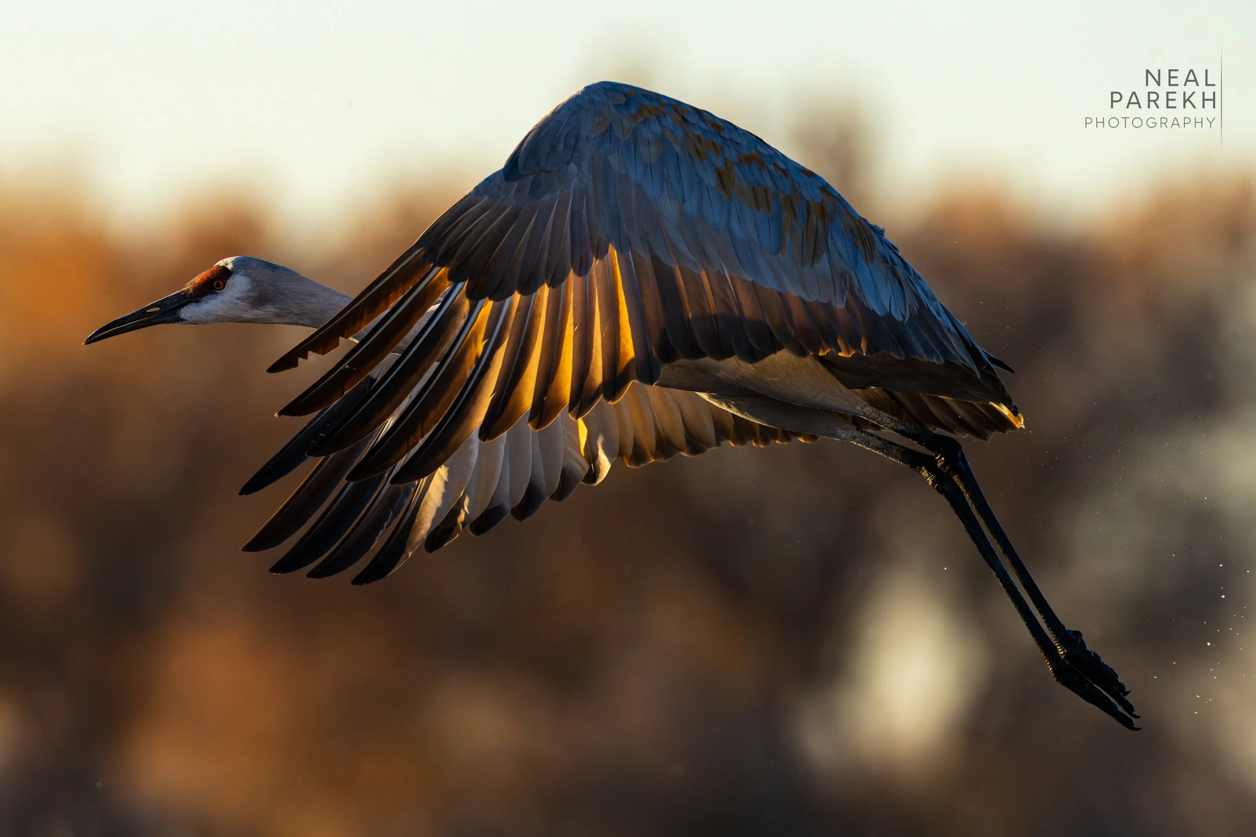 Sandhill Cranes and Snow Geese in New Mexico — Neal Parekh Nature and ...