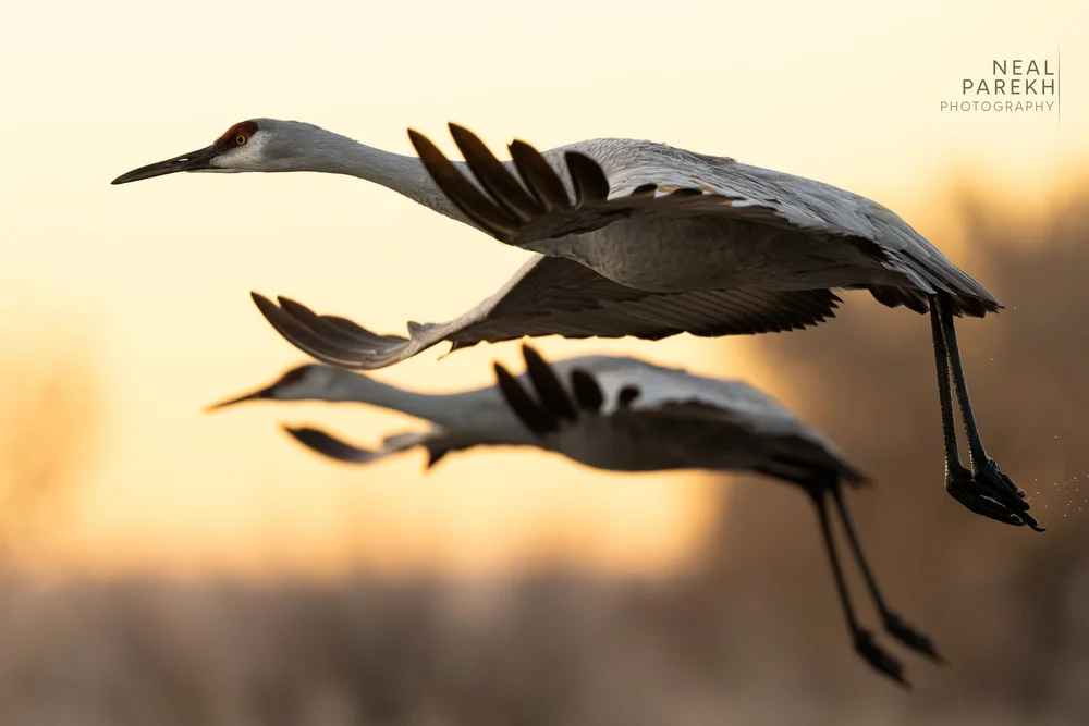 Sandhill Cranes and Snow Geese in New Mexico — Neal Parekh Nature and ...