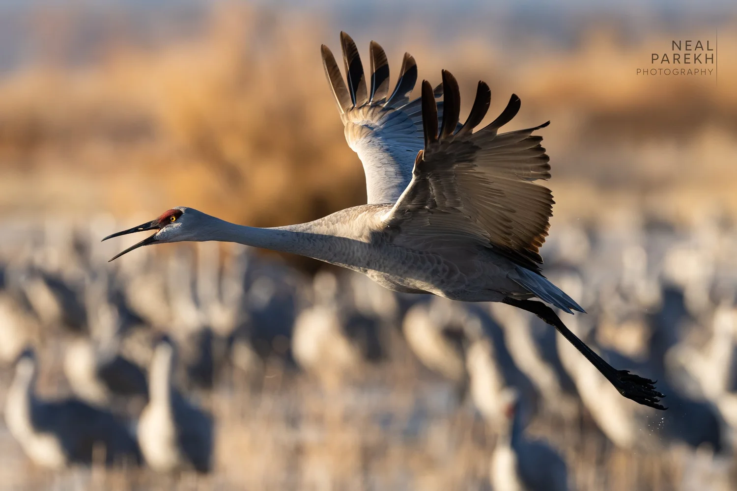 Sandhill Cranes and Snow Geese in New Mexico — Neal Parekh Nature and ...