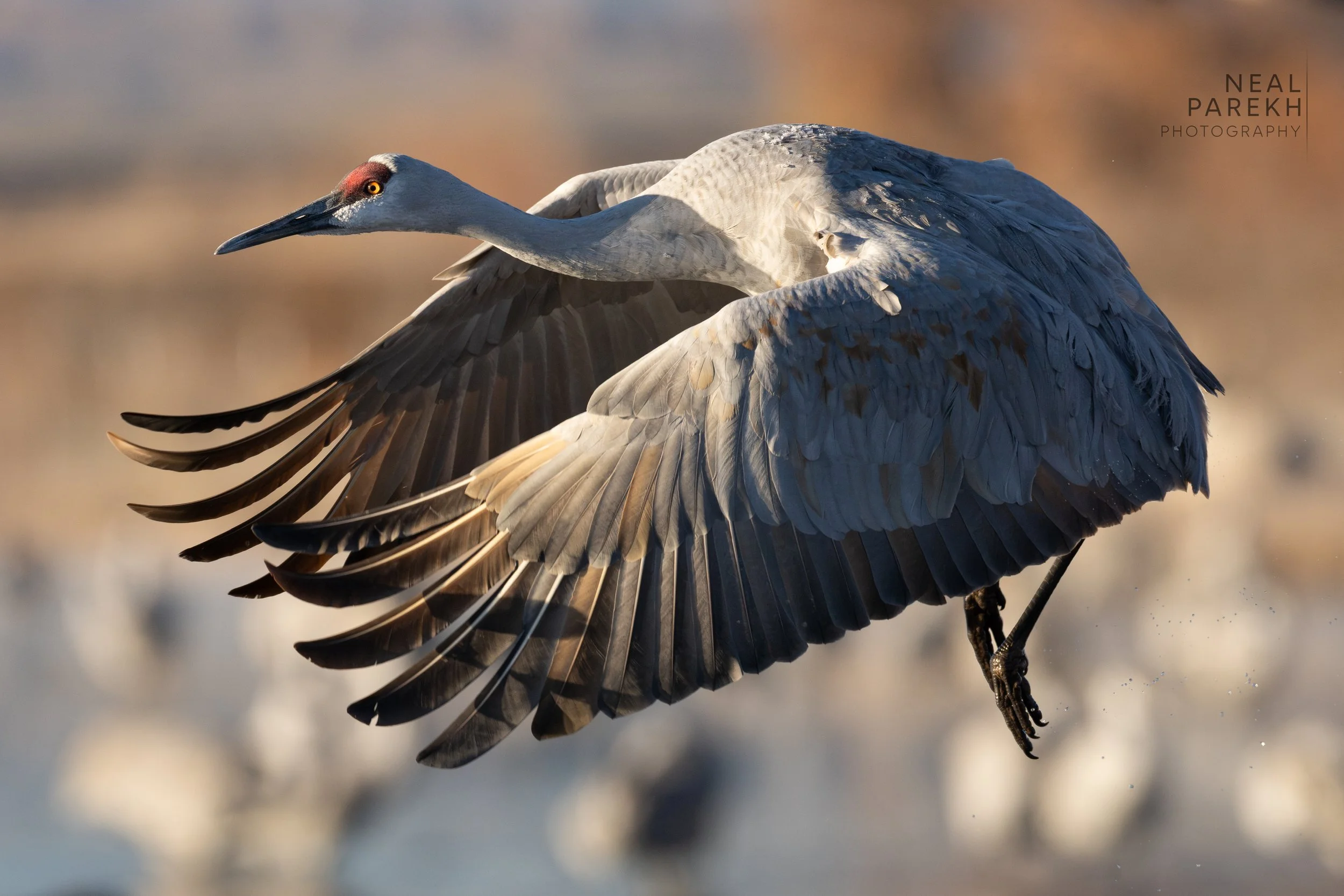 Sandhill Cranes and Snow Geese in New Mexico — Neal Parekh Nature and ...