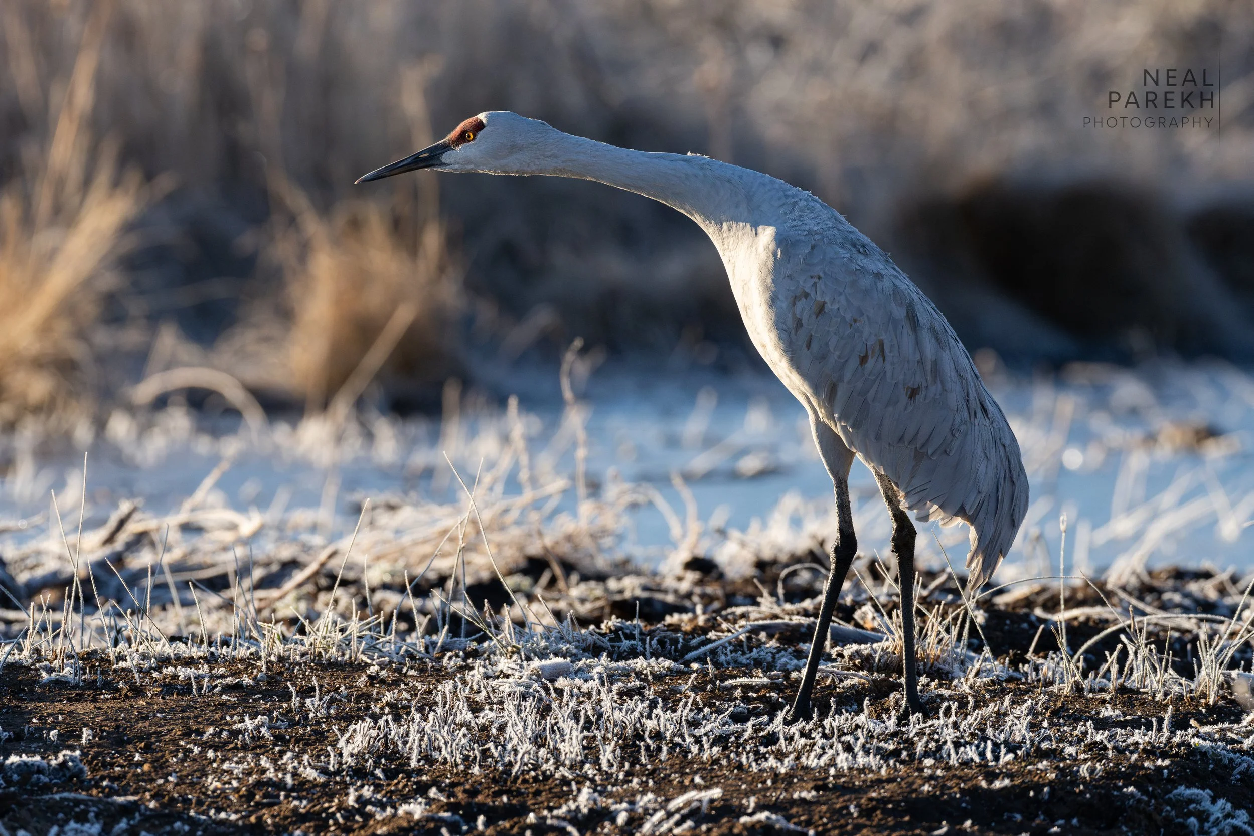 Sandhill Cranes and Snow Geese in New Mexico — Neal Parekh Nature and ...