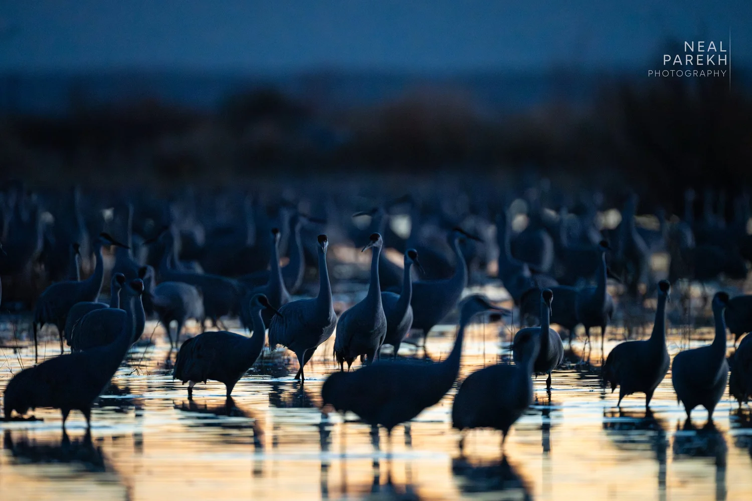Sandhill Cranes and Snow Geese in New Mexico — Neal Parekh Nature and ...