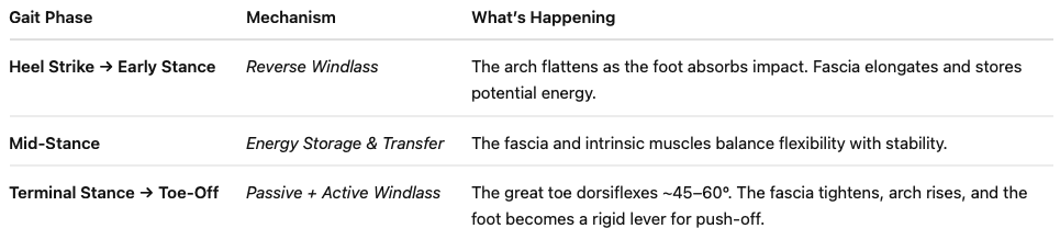 Understanding the Windlass Mechanism: How the Plantar Fascia Powers ...