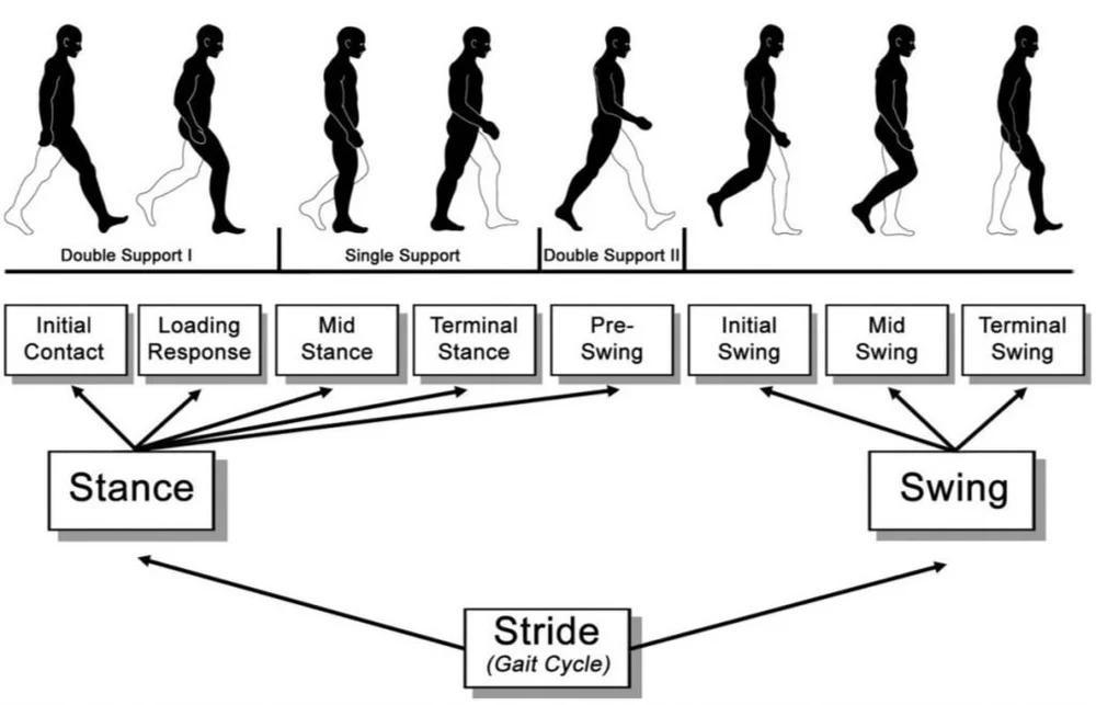 Walking Gait Analysis Canberra | The Body Lab Movement Assessment ...