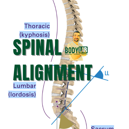 Understanding the Spine and Spinal Load: How Misalignment Affects ...