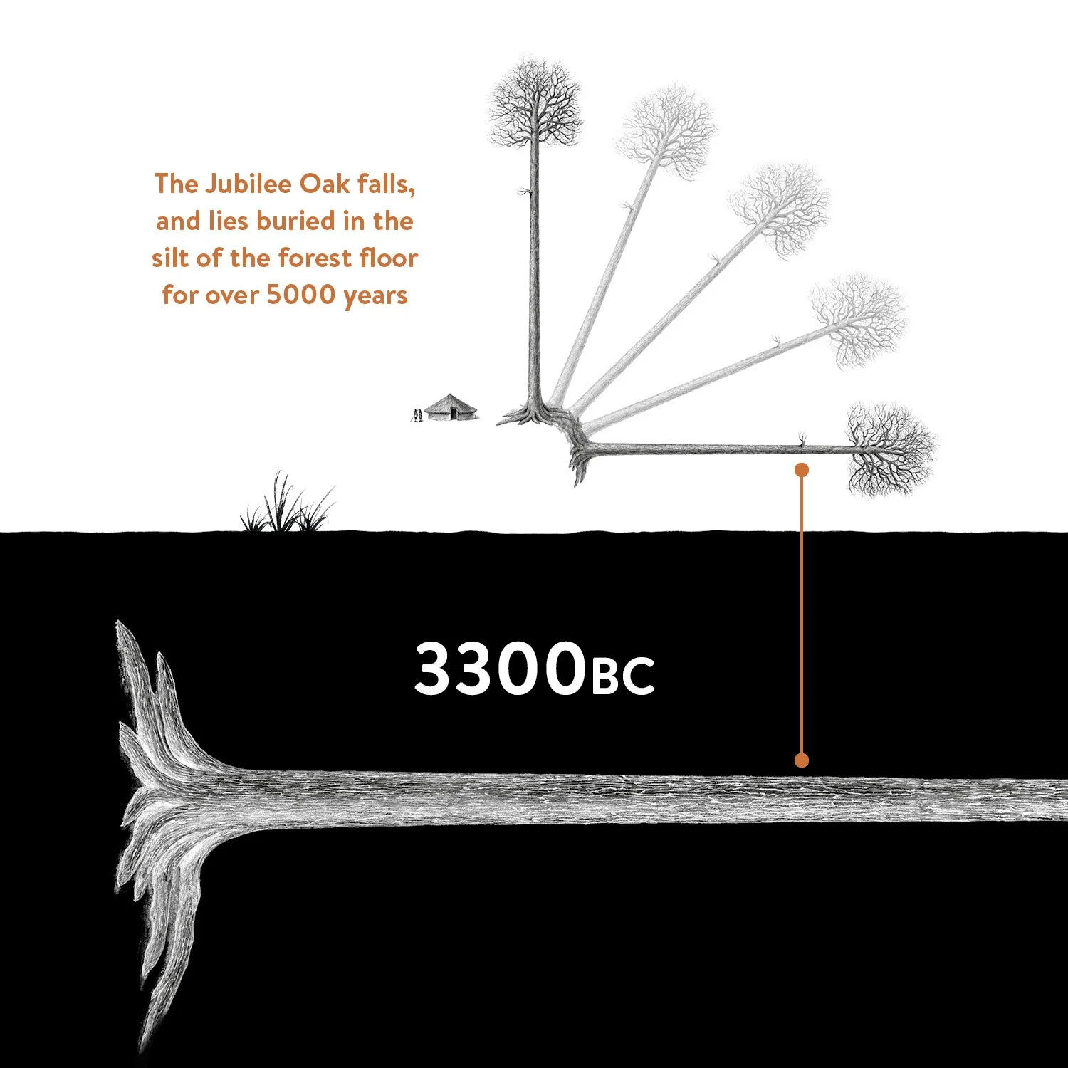 Black Oak — The Fenland Black Oak Project