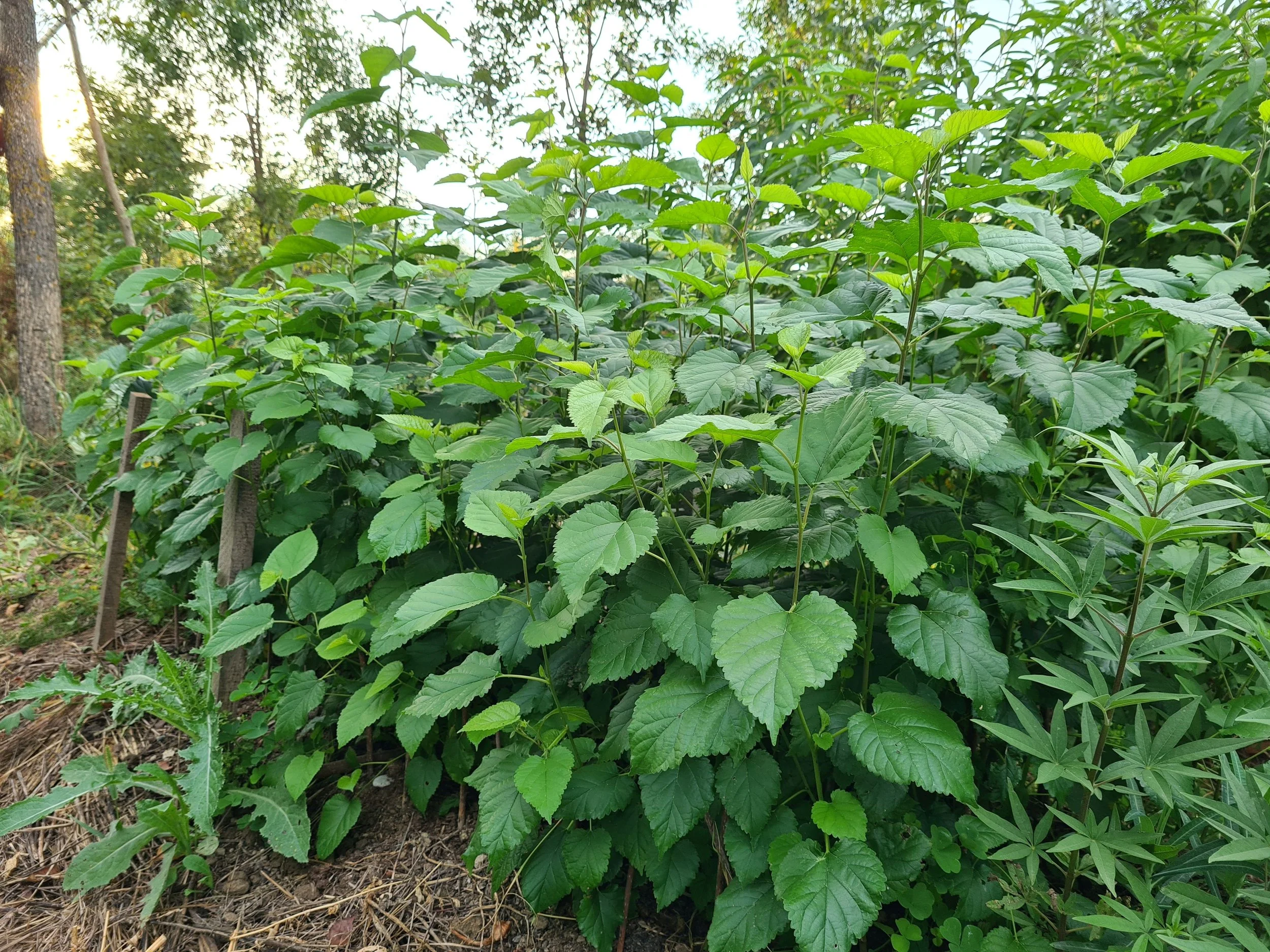 Murva - Dud - Morus sp. - sadnice — bifurcaria